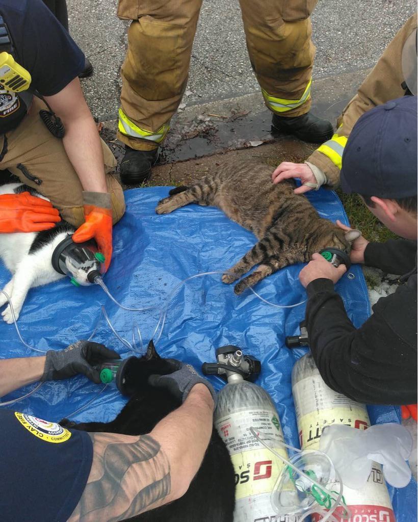 Firefighters save good kitters. | Scrolller
