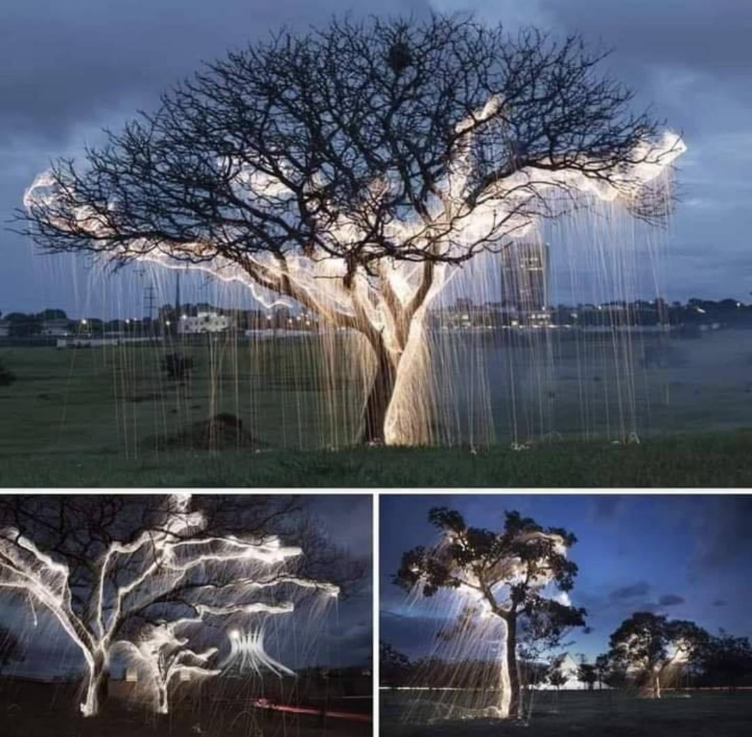 fireflies photographed in trees with long time exposure | Scrolller