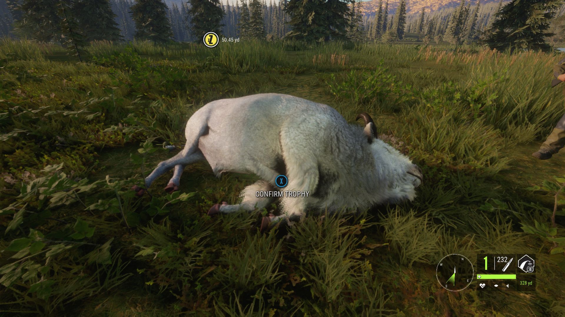 First albino bison. | Scrolller