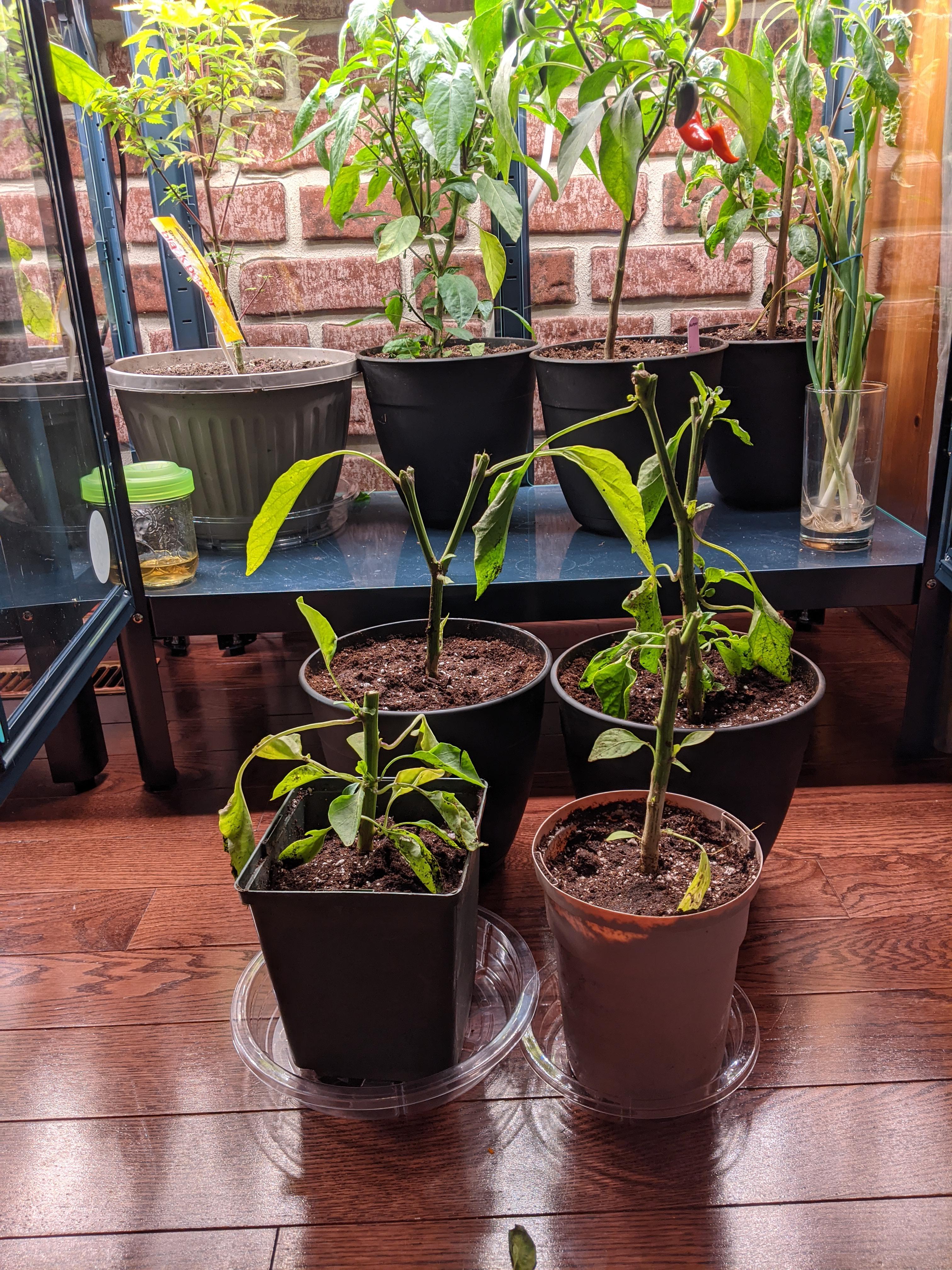 First attempt! | Scrolller