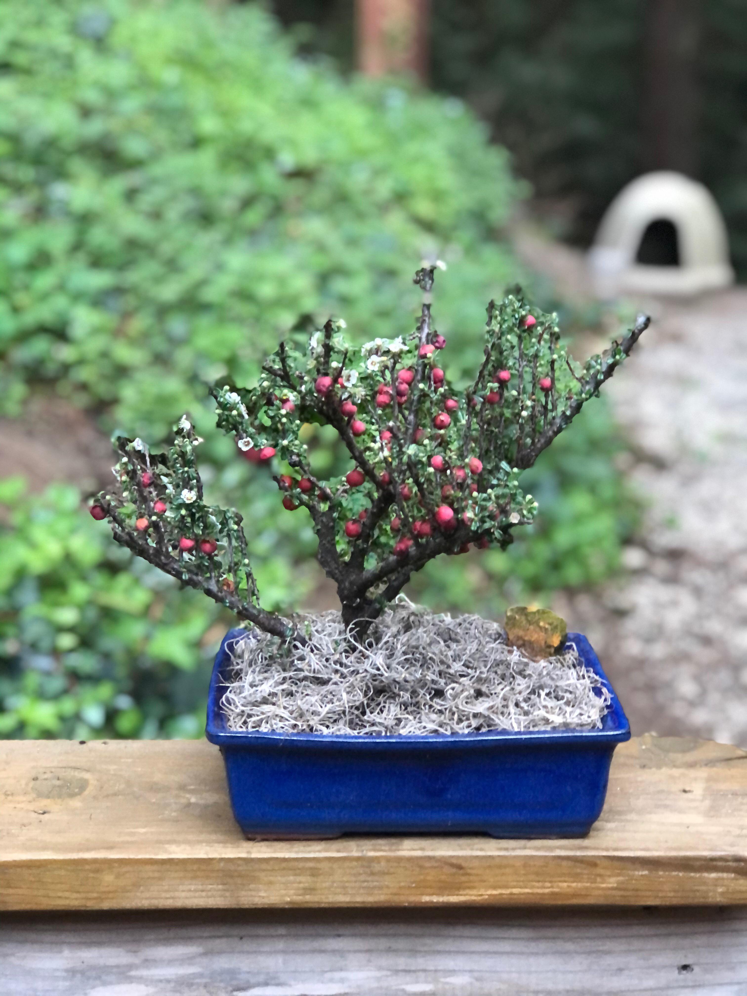First attempt at Bonsai | Scrolller