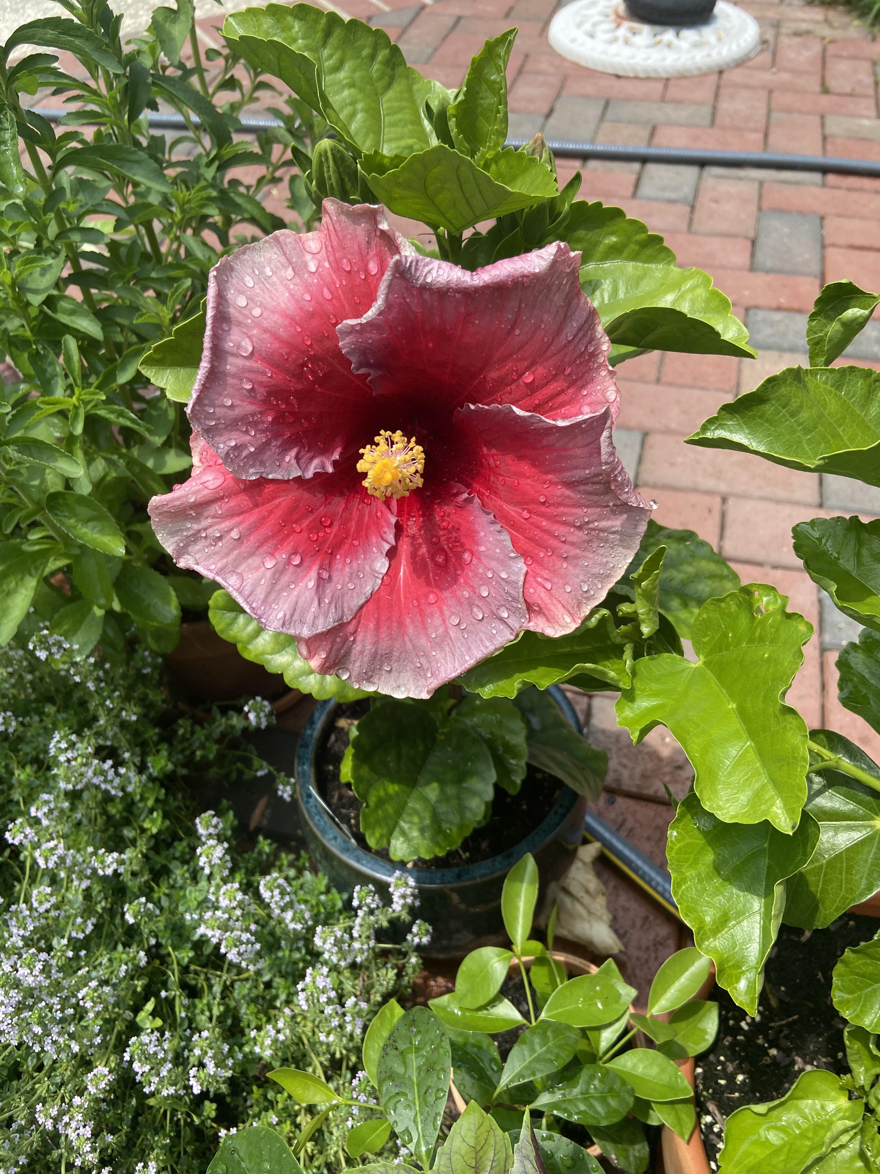First bloom I got off this hibiscus | Scrolller