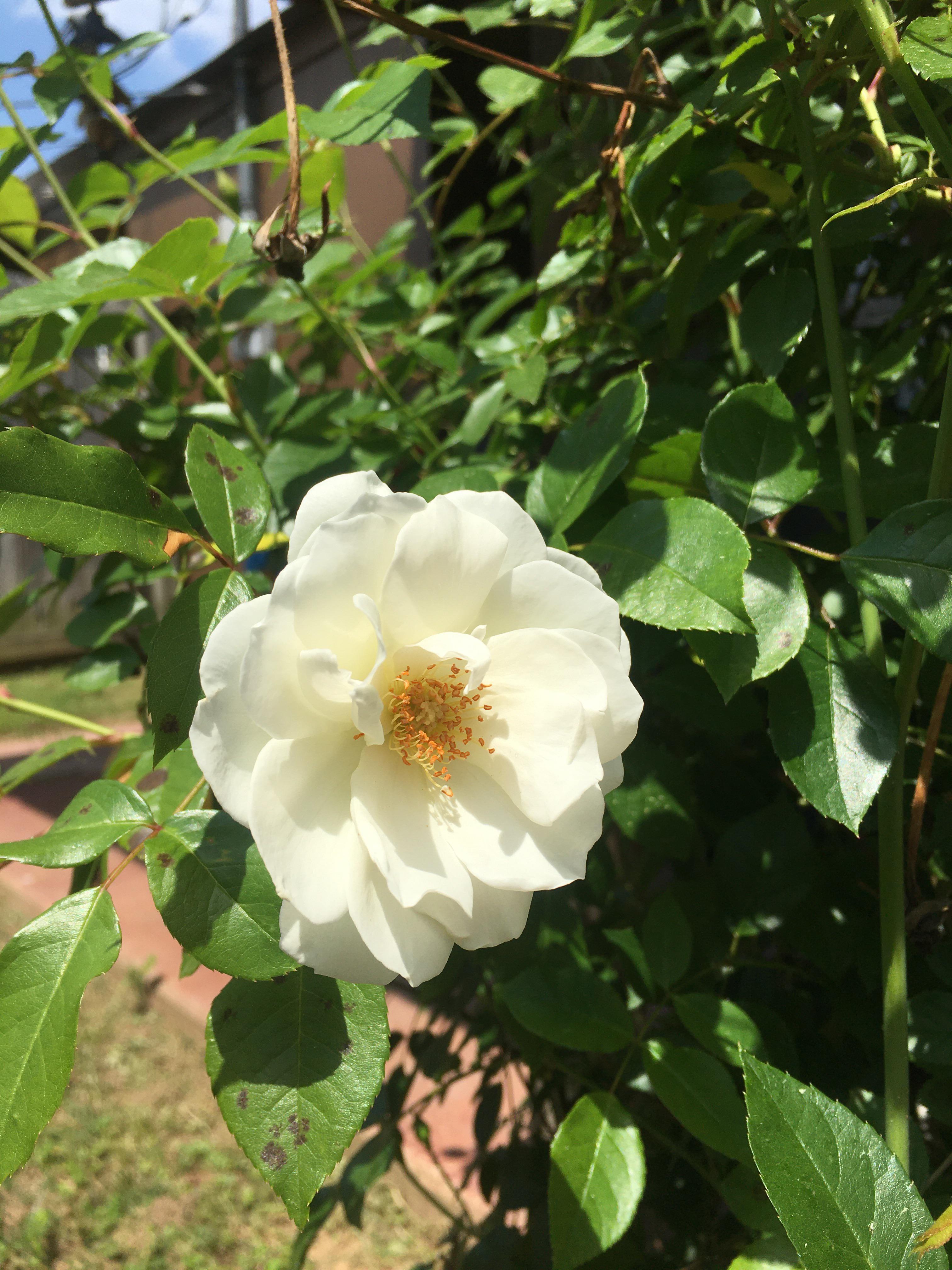 First bloom of spring! | Scrolller