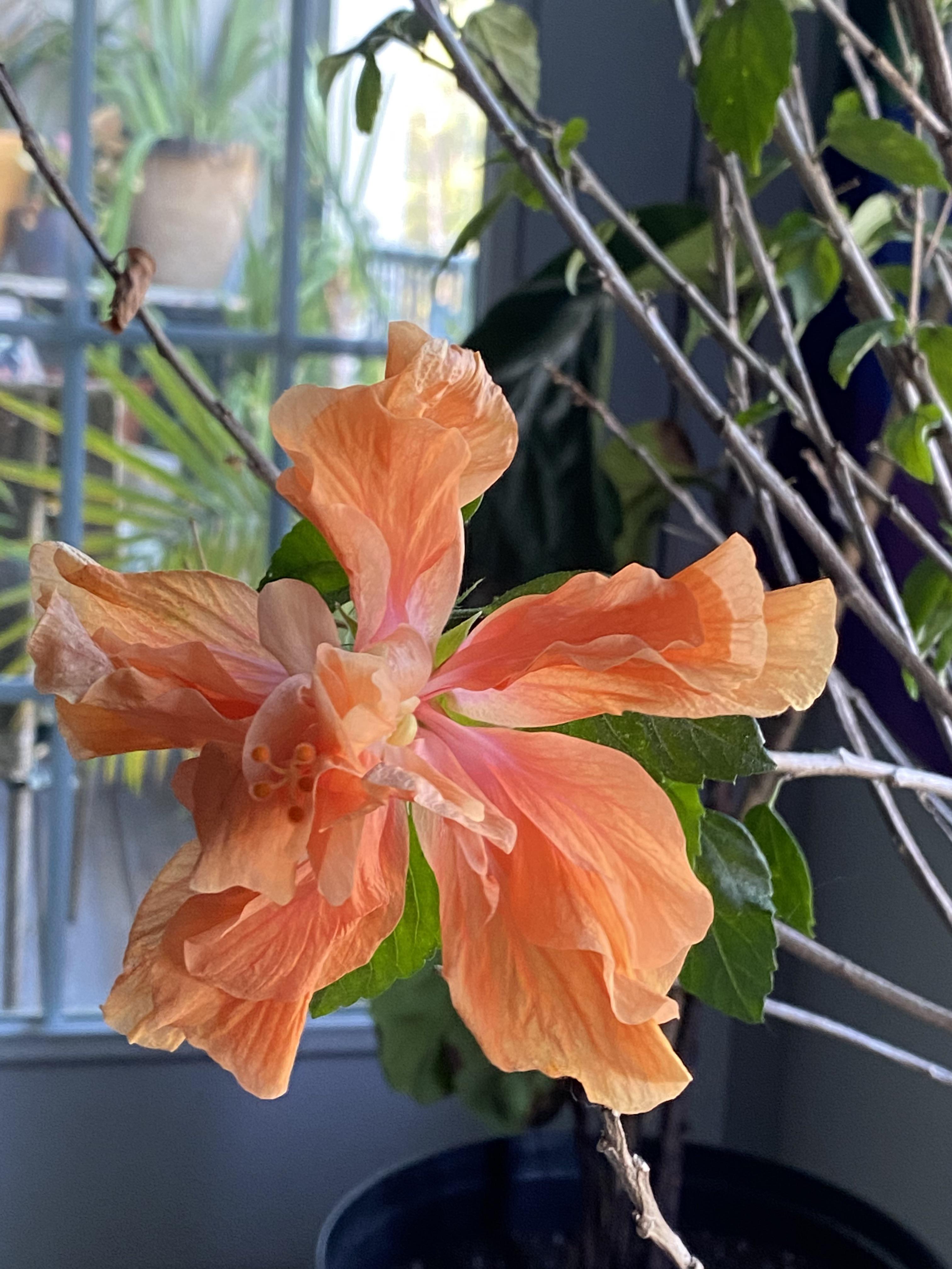 First bloom of the season 🥰🌸 | Scrolller
