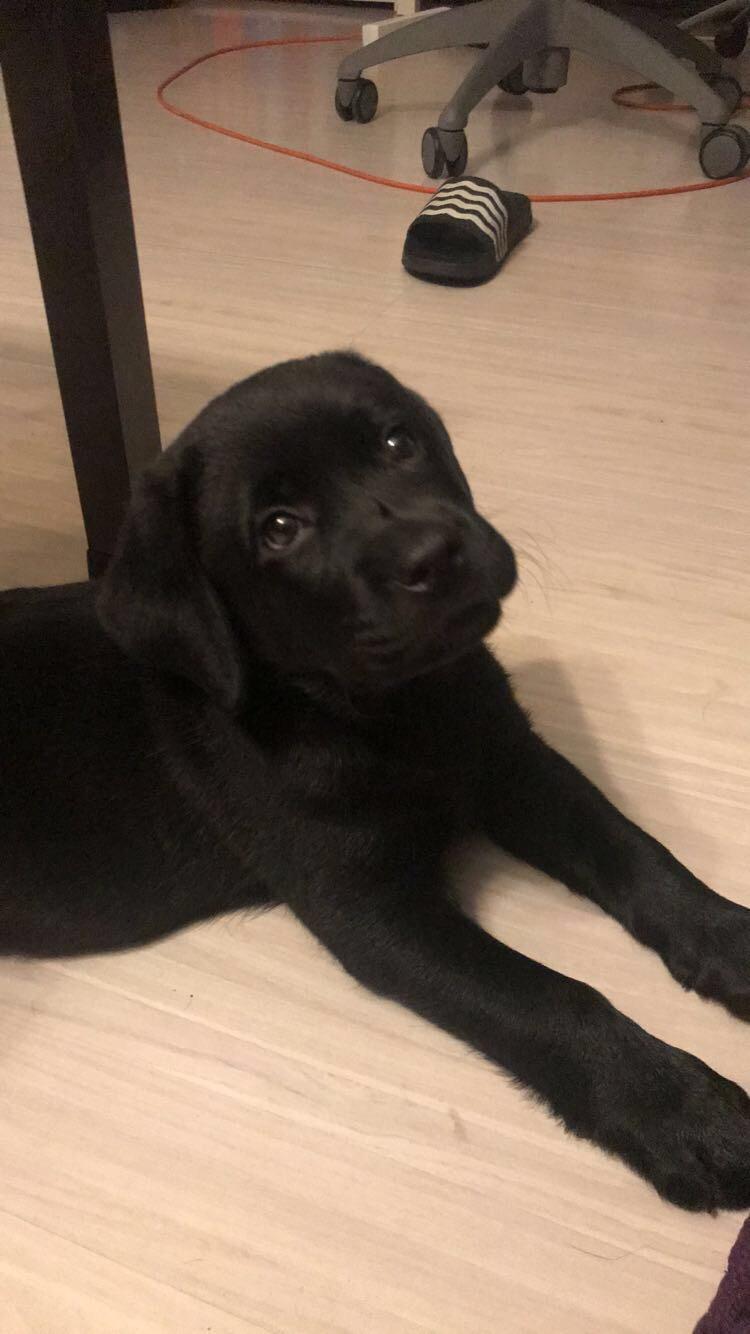 First day in new home those eyes melt my hearth | Scrolller