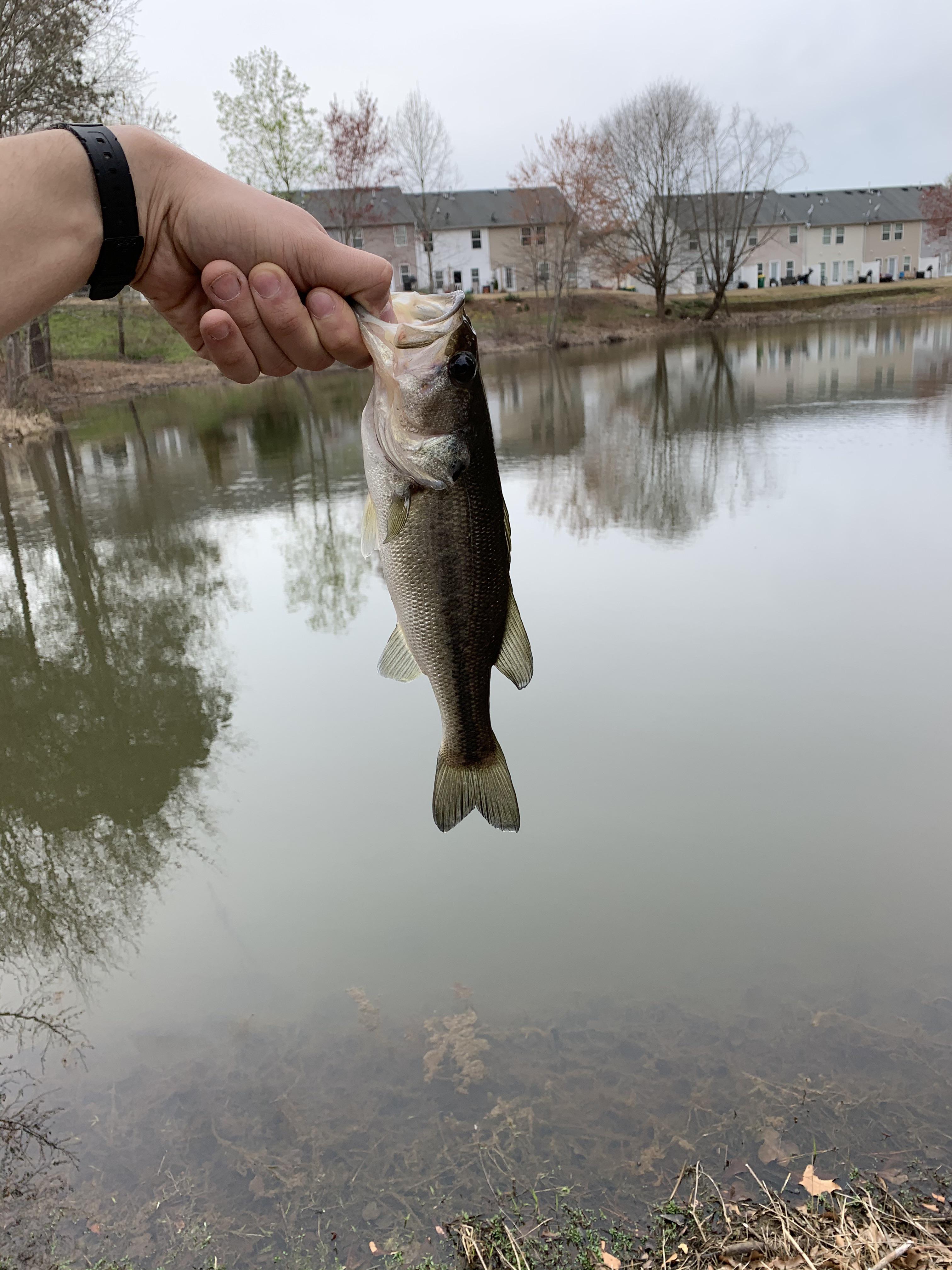 First ever bass! Started fishing three days ago | Scrolller