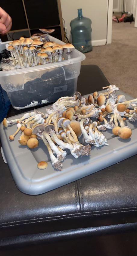 First ever grow | Scrolller