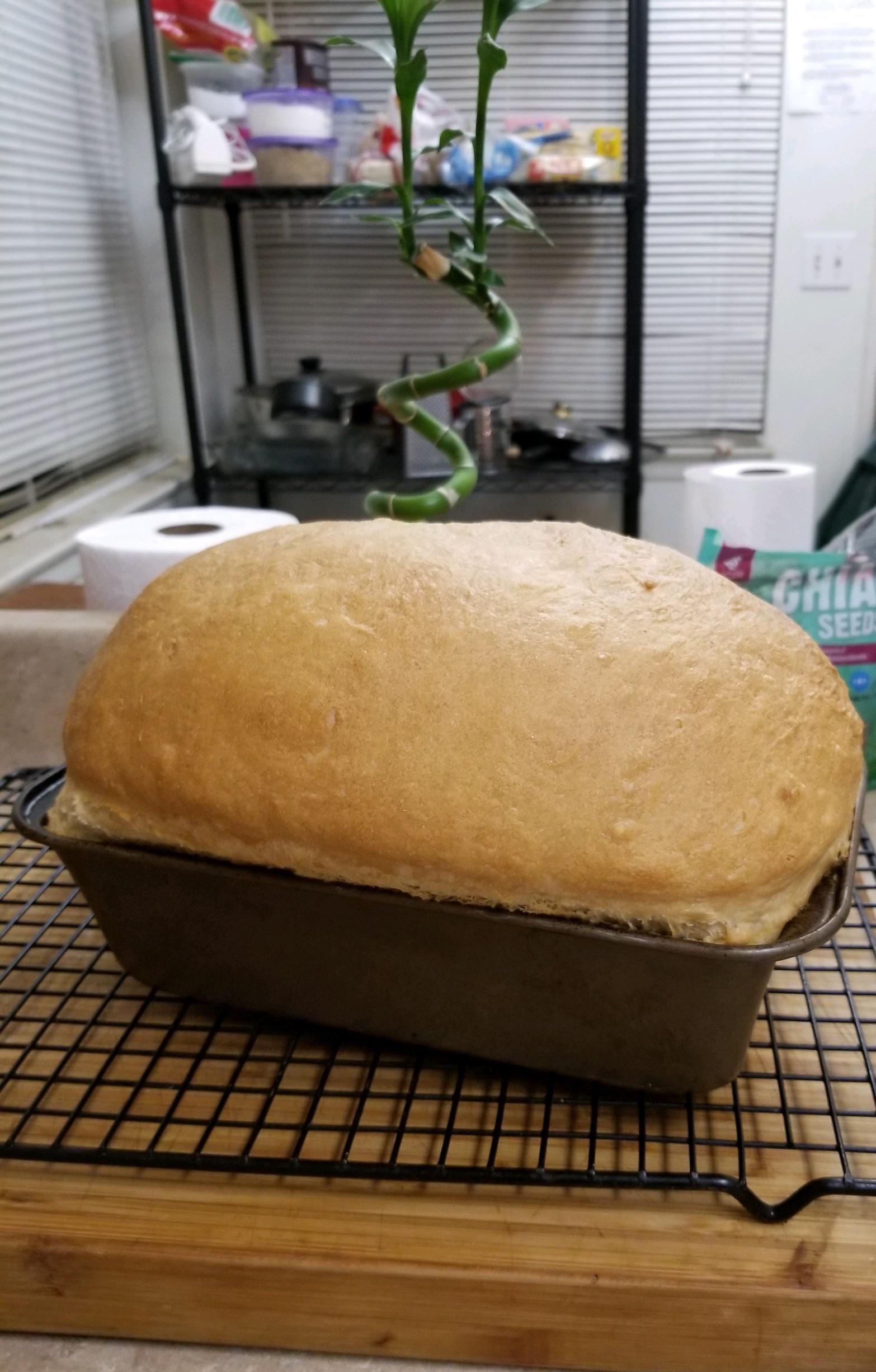 First Ever Loaf of Bread | Scrolller