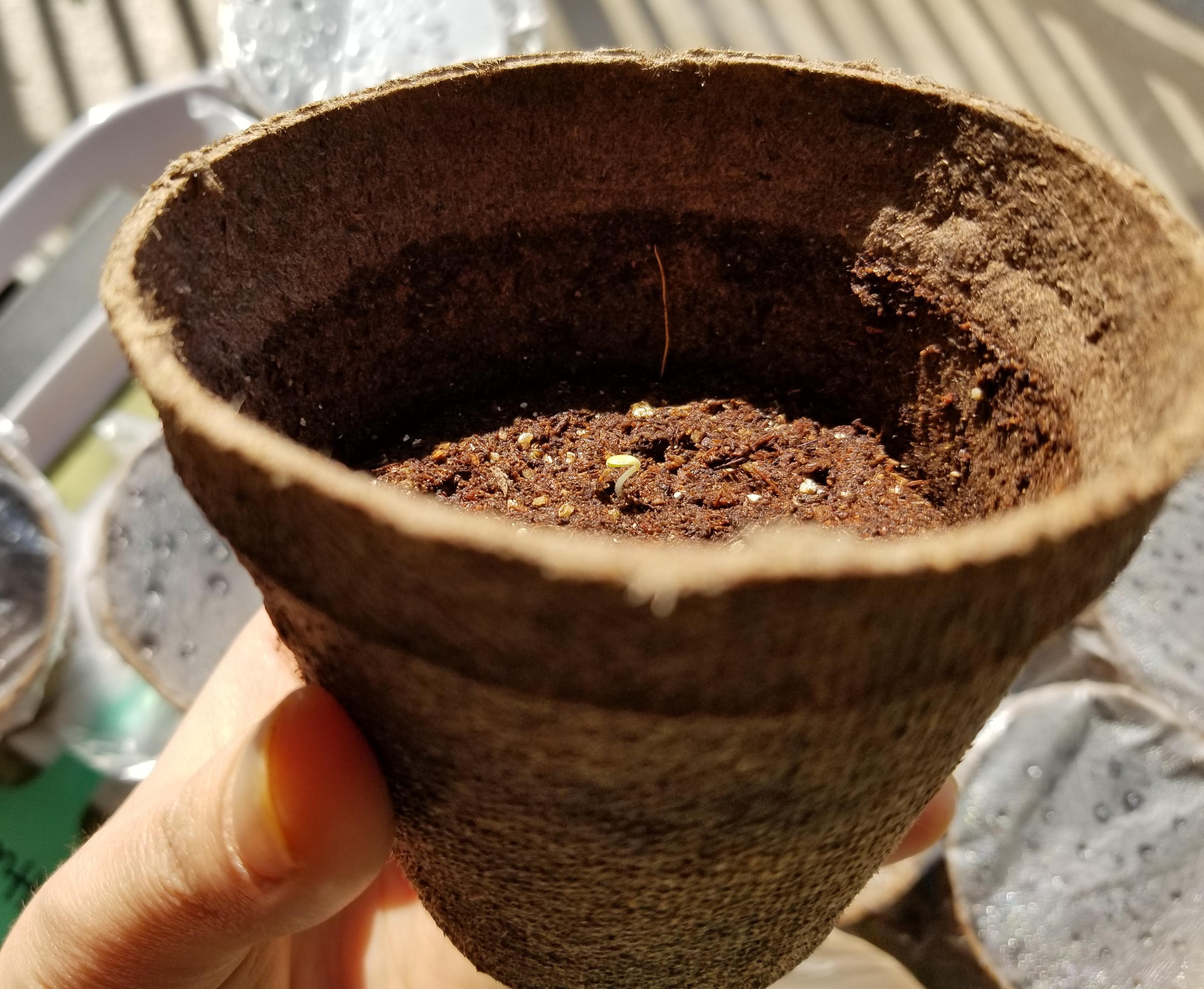 First ever success with germination! | Scrolller
