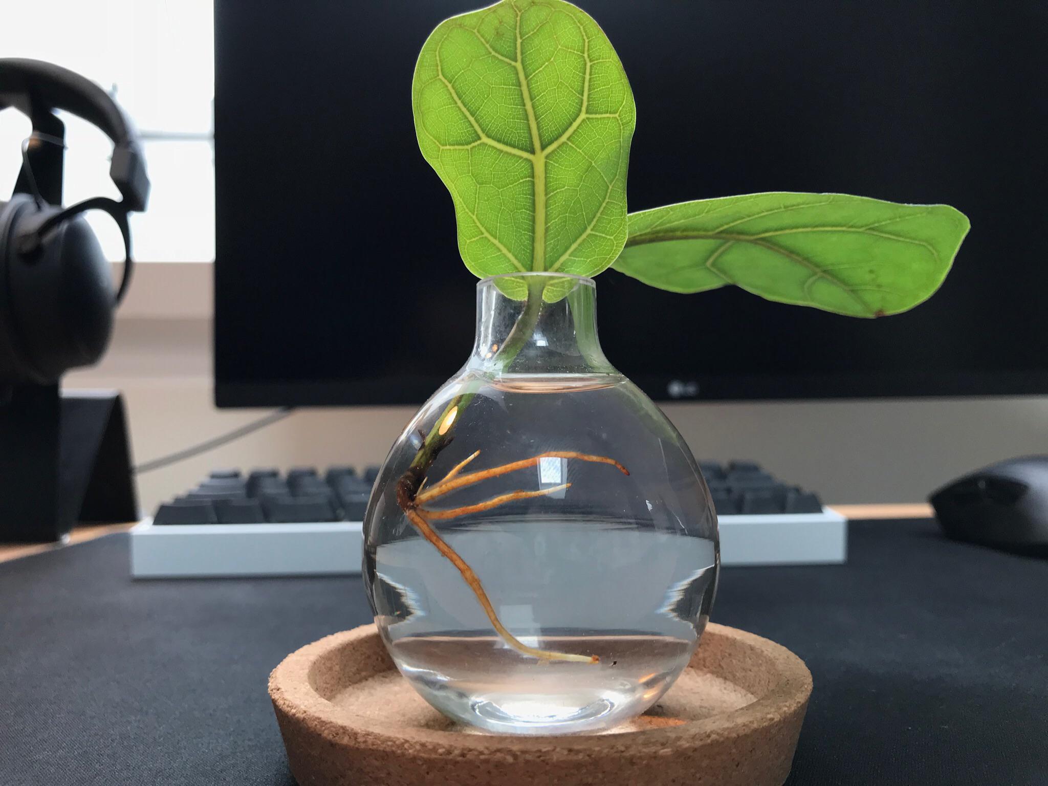First fiddle leaf propagation attempt, is it ready to be potted? | Scrolller