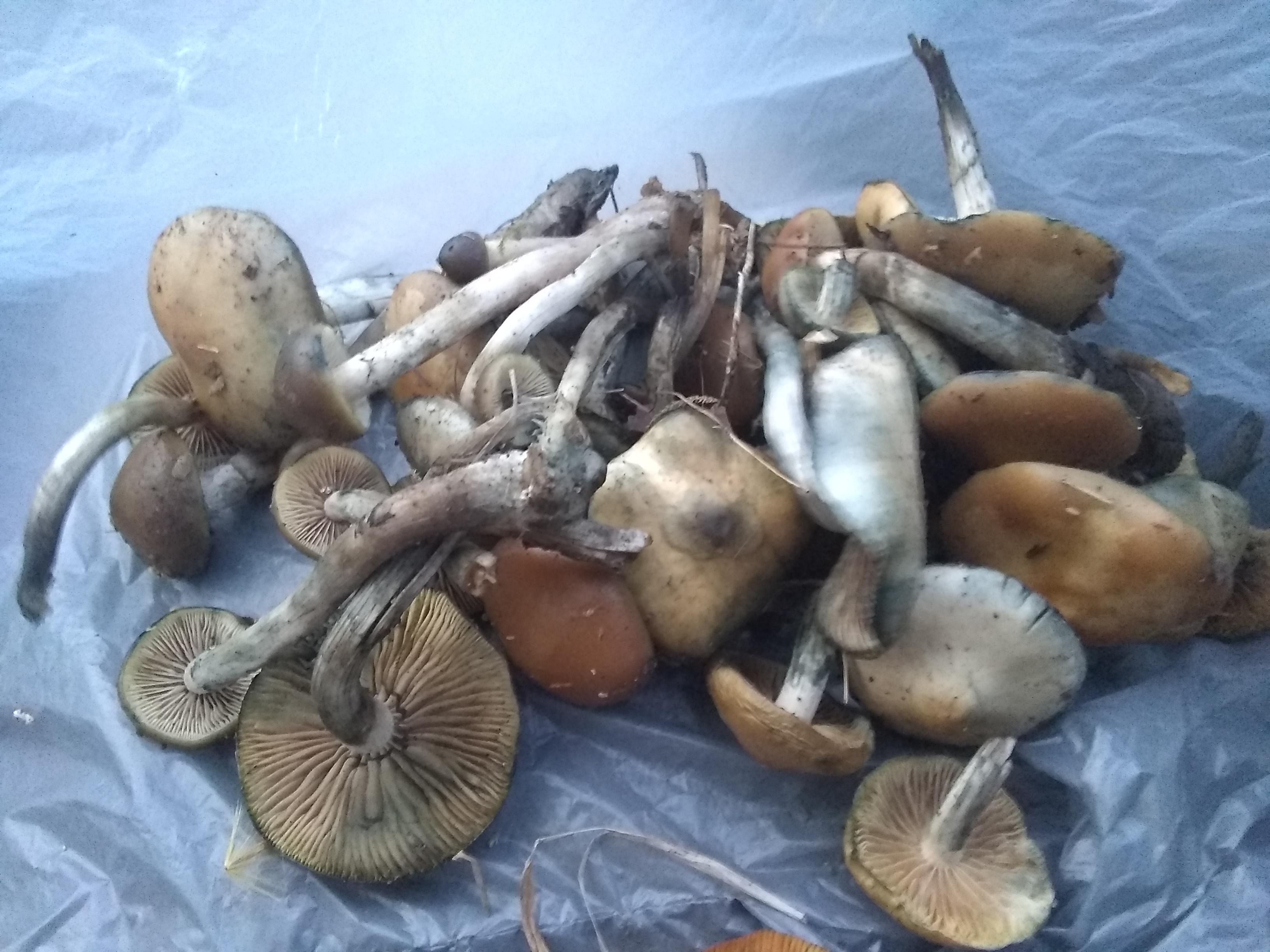 First find of the year! | Scrolller First find of the year! | Scrolller