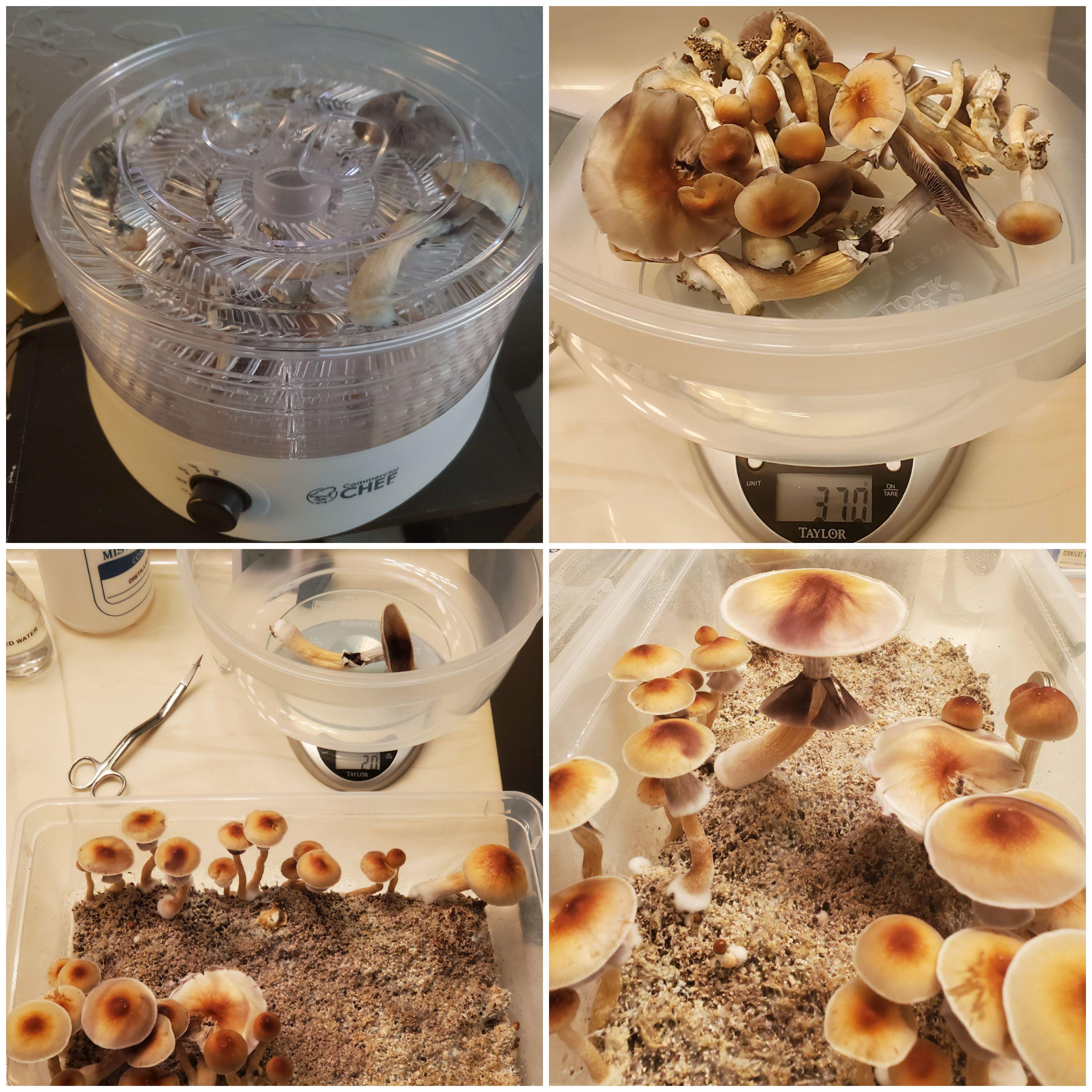 First flush B+, 370 g wet. Thank you to all who share their knowledge and experiences on these ...