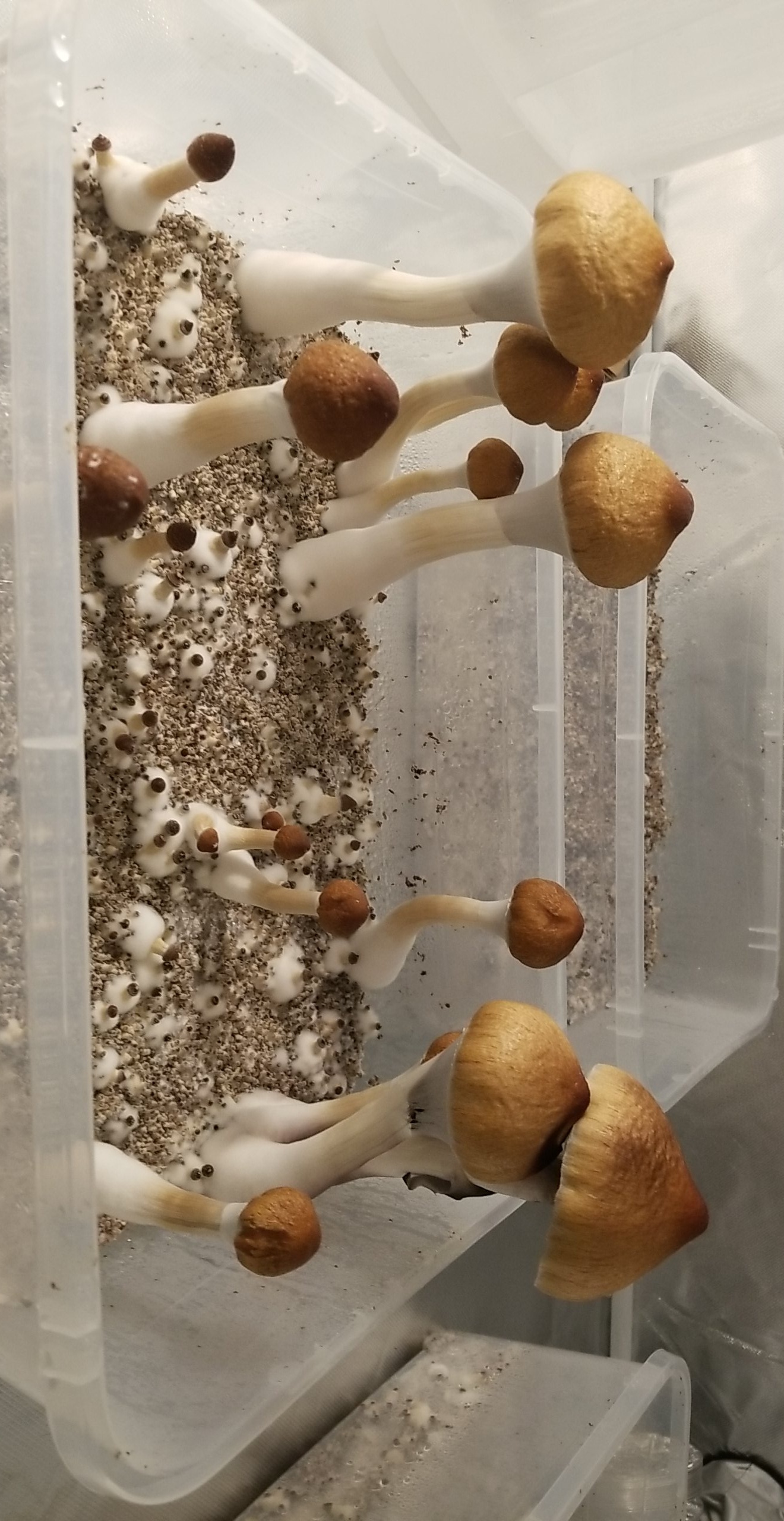 First flush for this tub. Pleasantly surprised by the size of these. | Scrolller