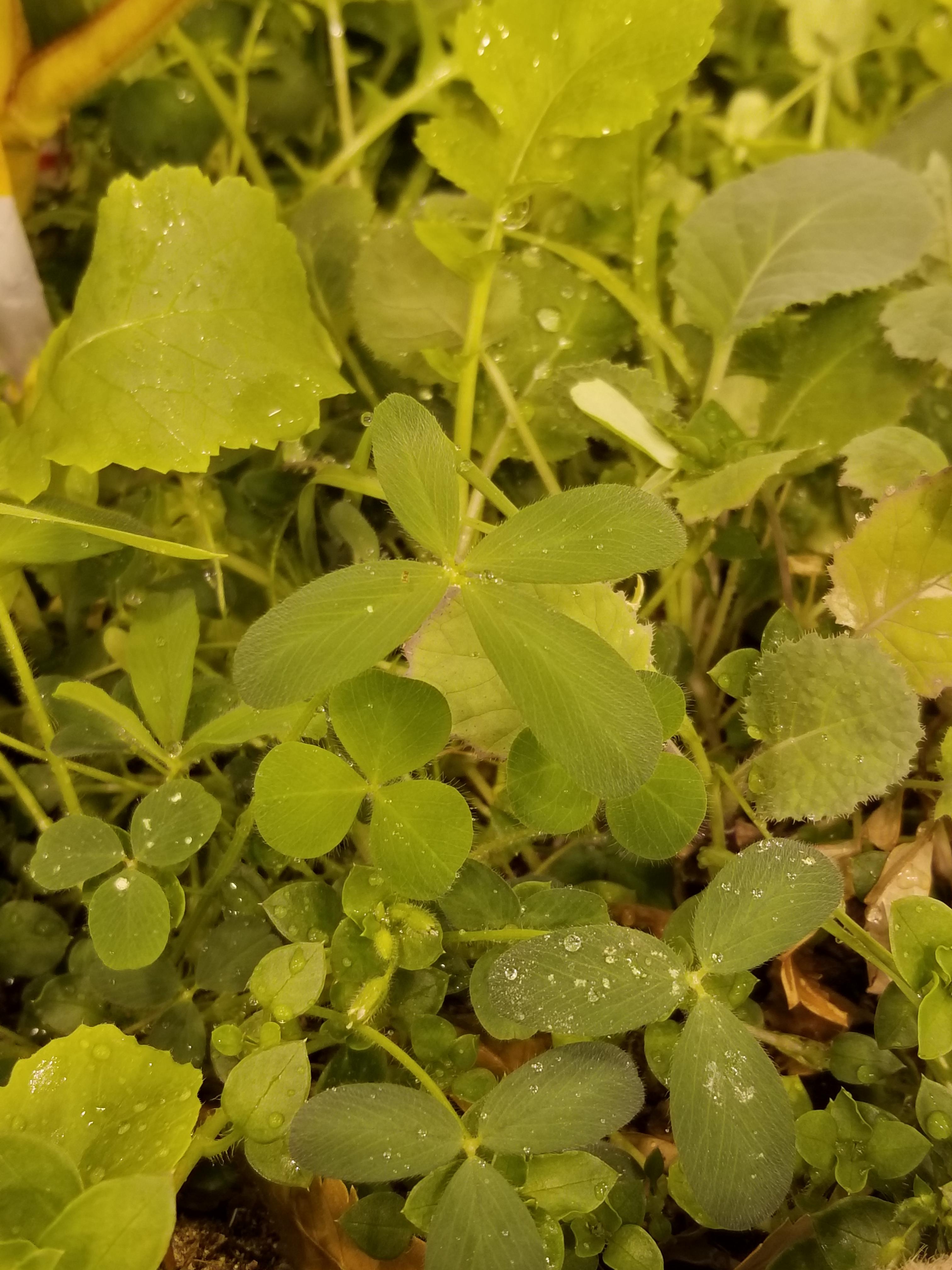 First four leaf clover | Scrolller