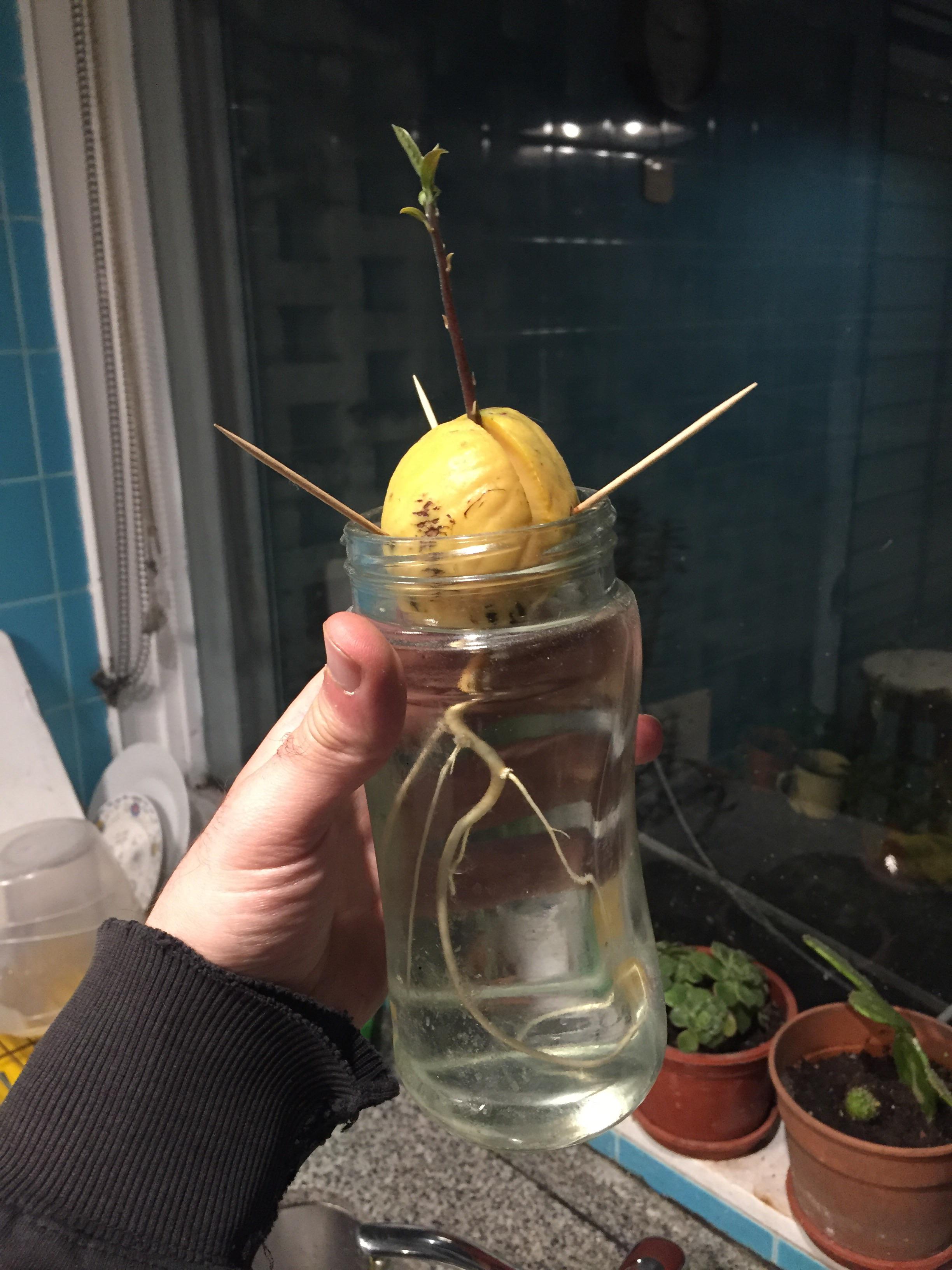 First germination! Any advice? | Scrolller