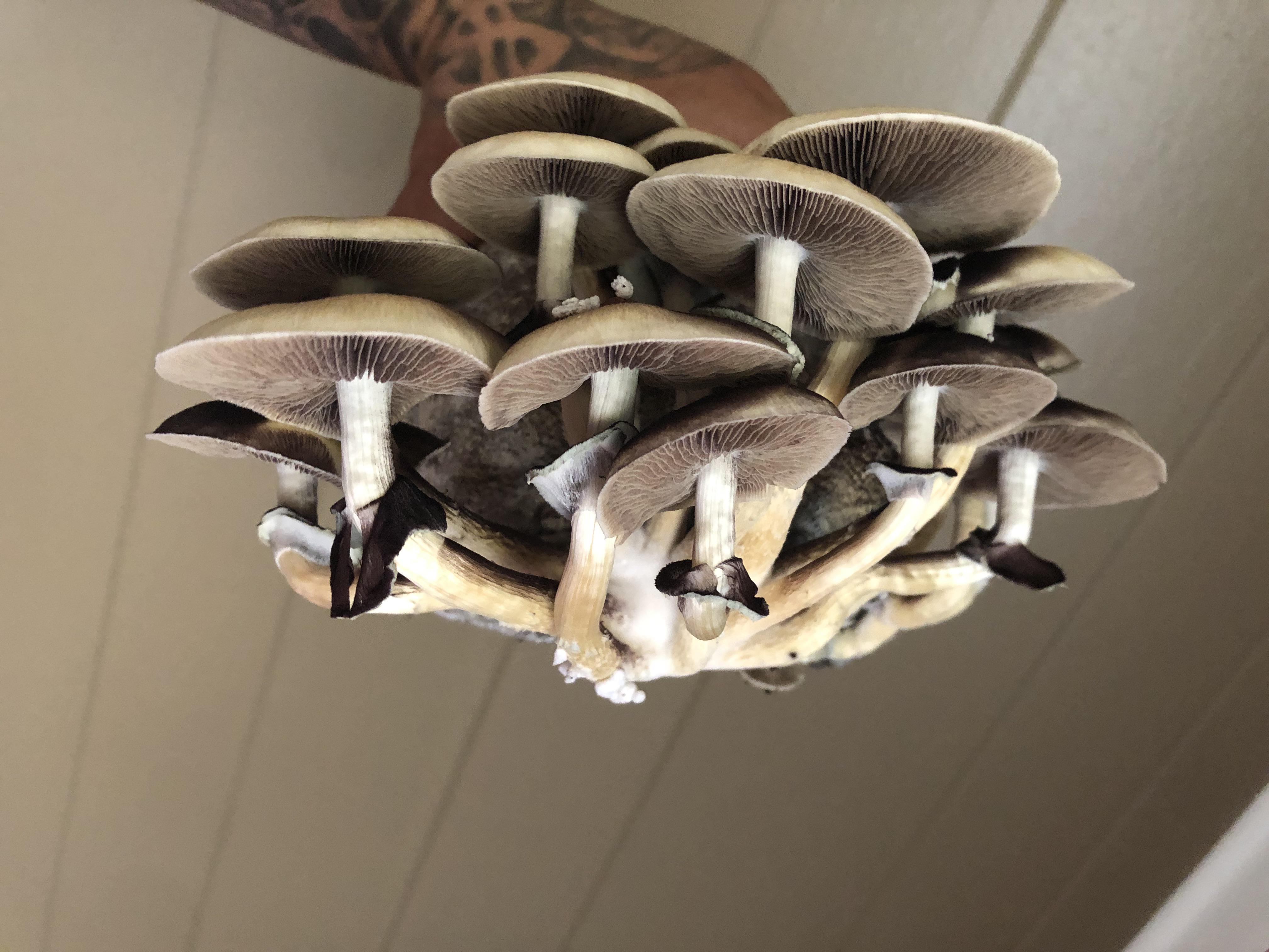 First grow | Scrolller