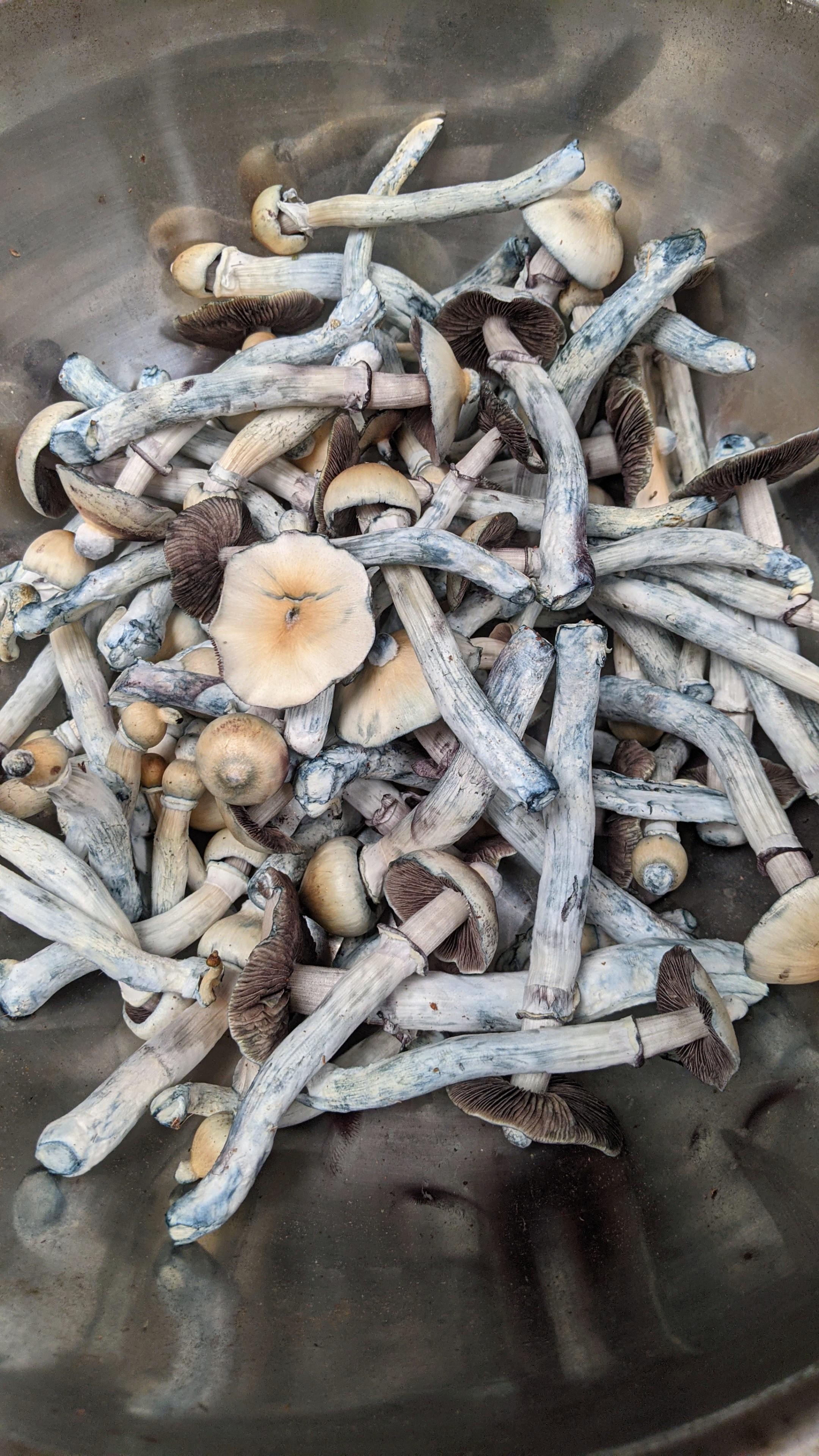 First harvest from my first flush, B+ | Scrolller