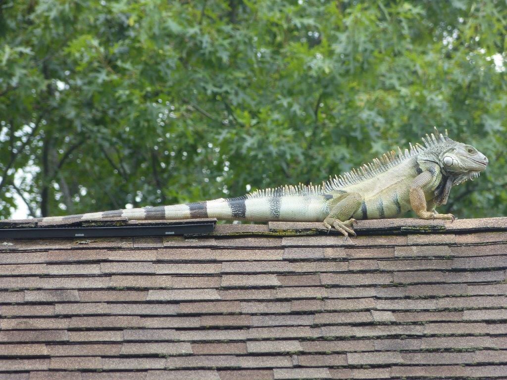 First in line at the rooftop bar 🥗 | Scrolller