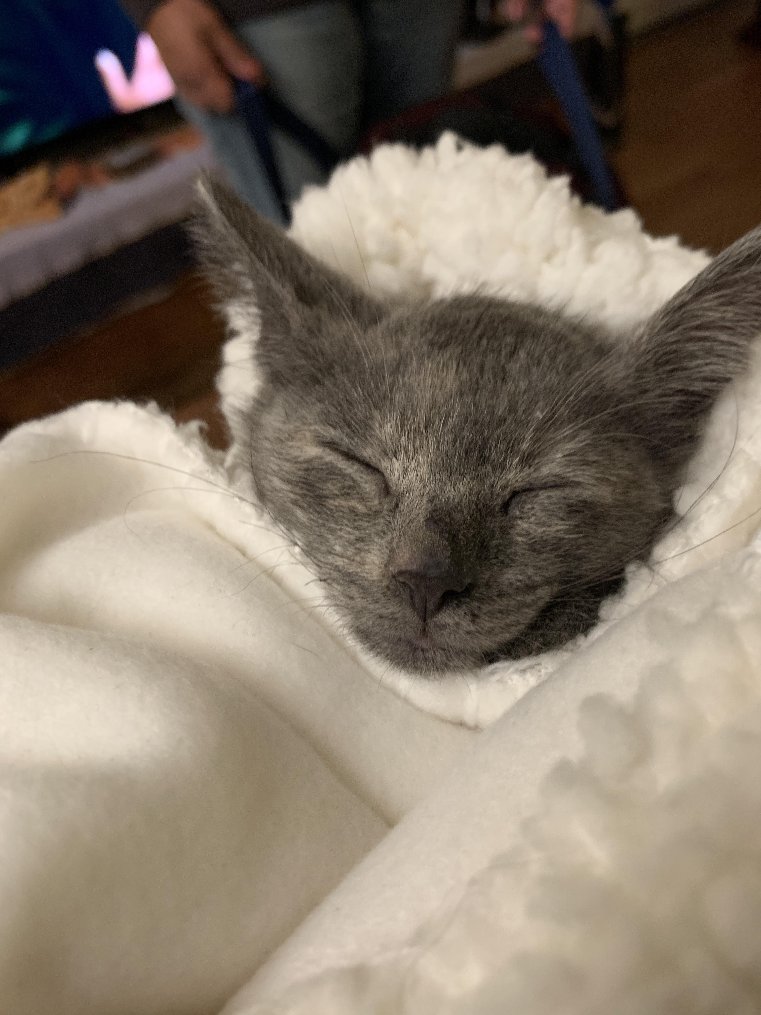 First night home purrito! | Scrolller