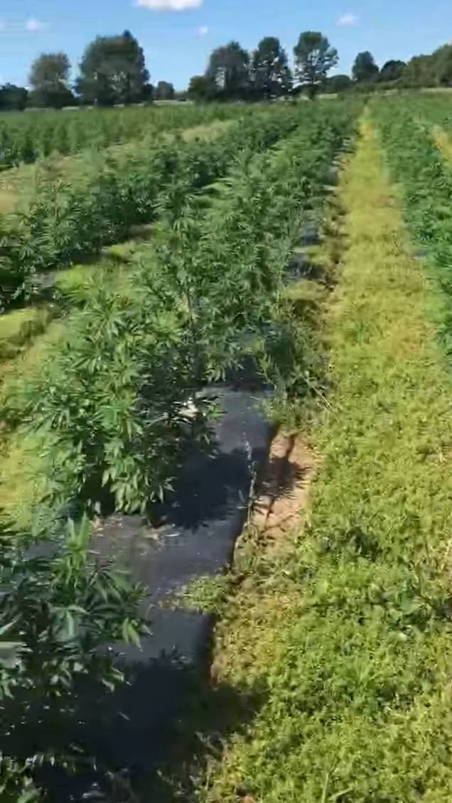 First Outdoor Commercial Grow | Scrolller