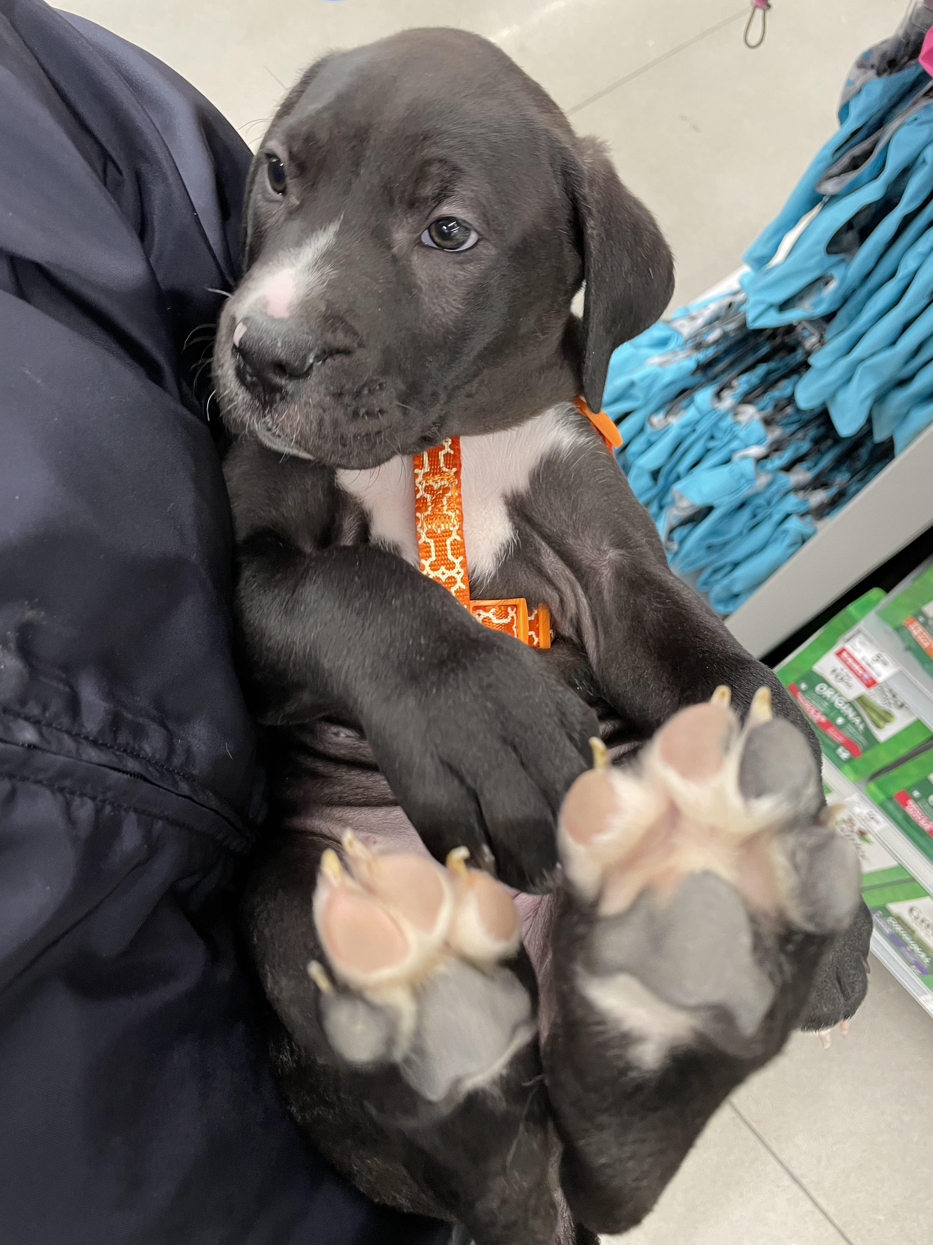 First picture with my Presa Canario. Reddit, meet Bella | Scrolller