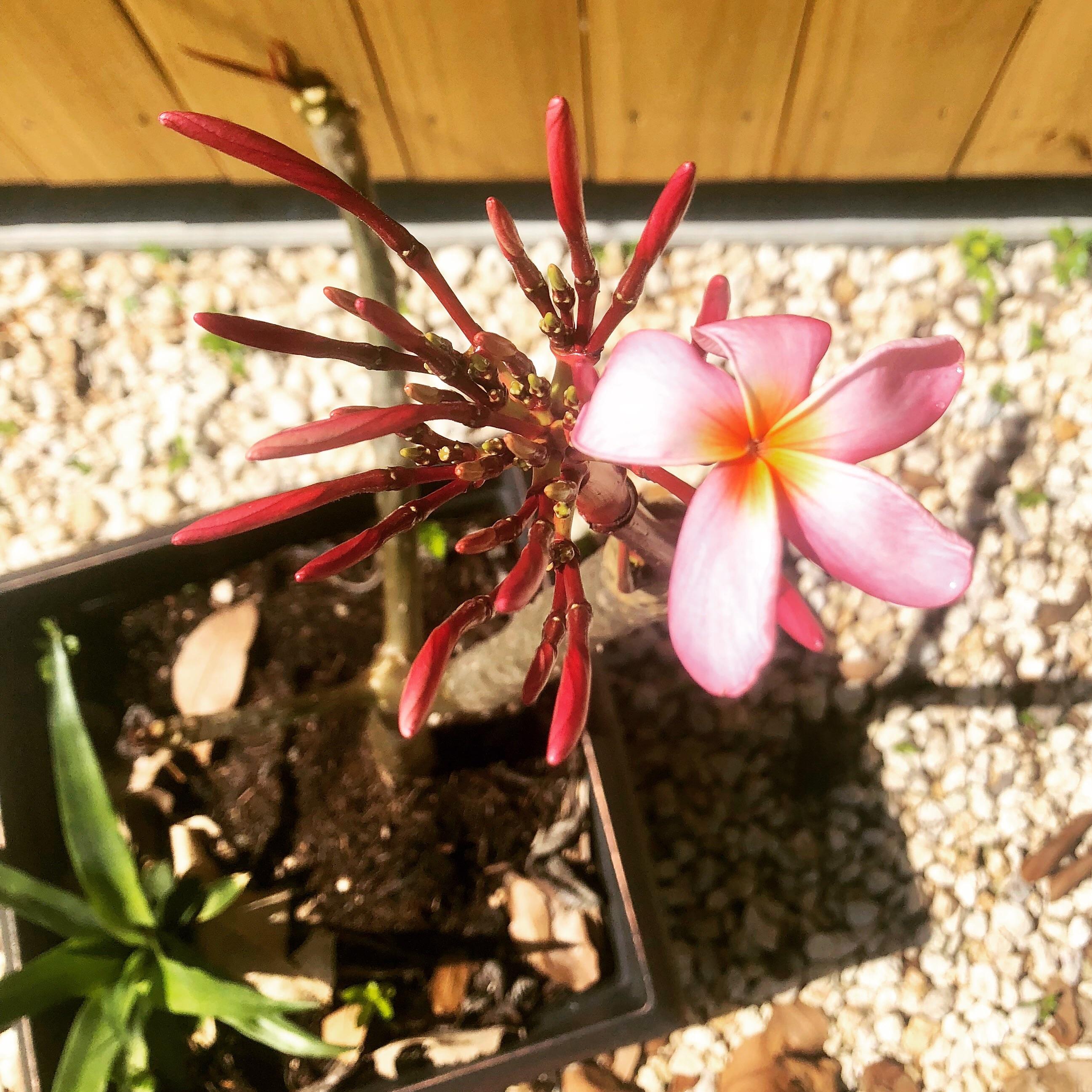 First pink bloom! | Scrolller