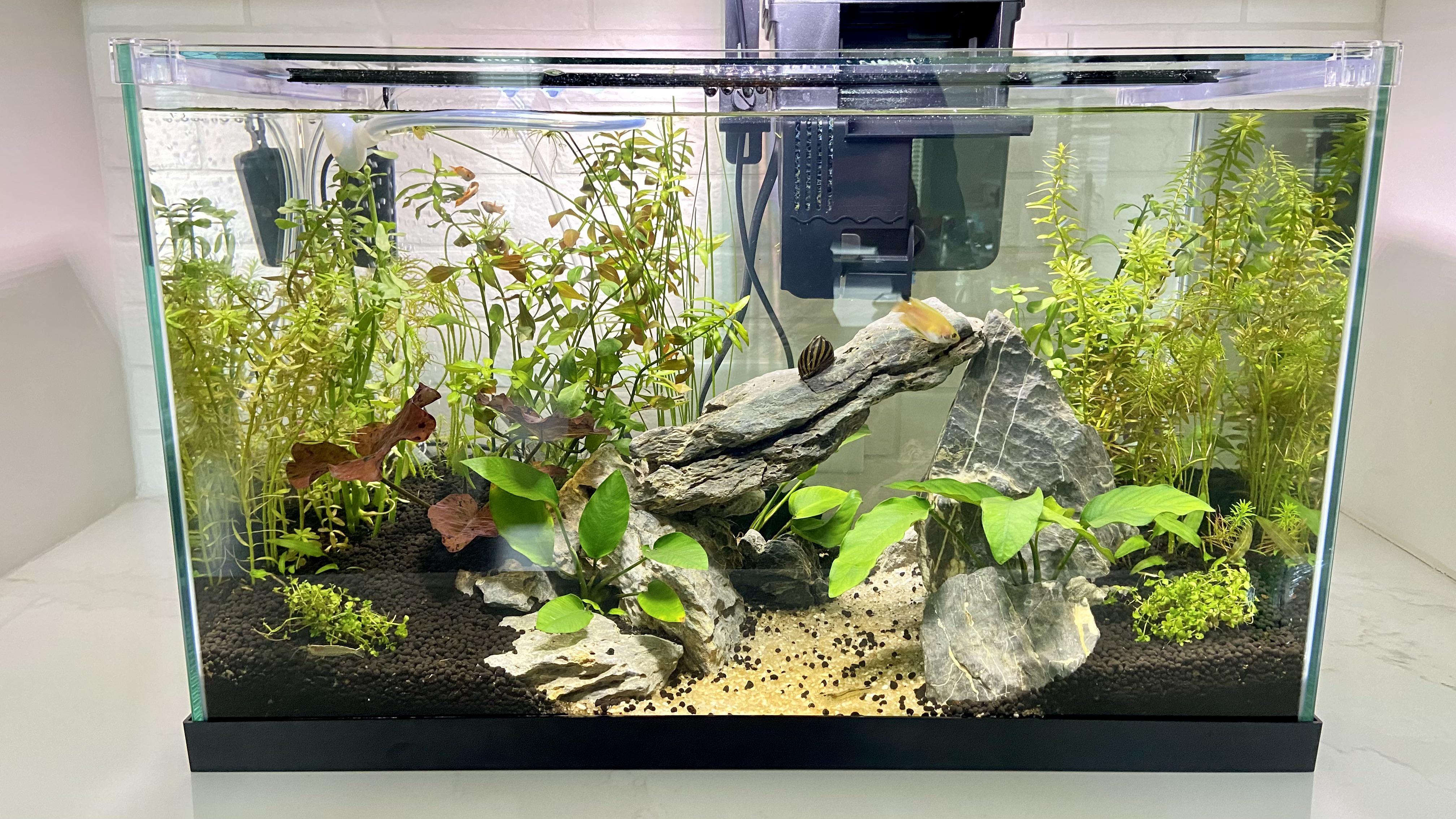 First Planted Tank - Comments Incorporated | Scrolller