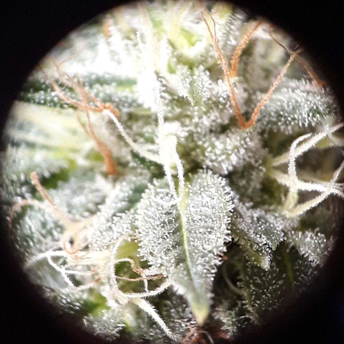 First productive grow, Strawberry Cream F35 | Scrolller