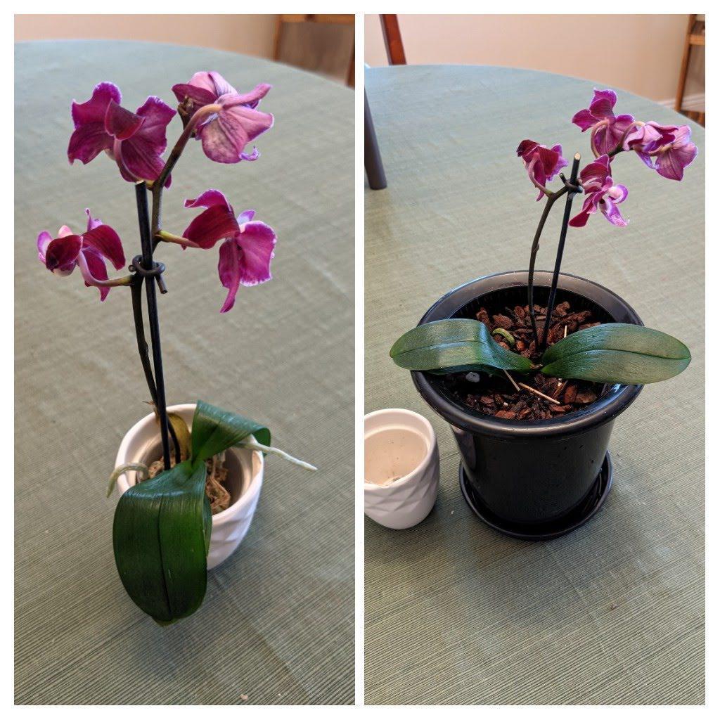 First repotting of my new Phalaenopsis | Scrolller