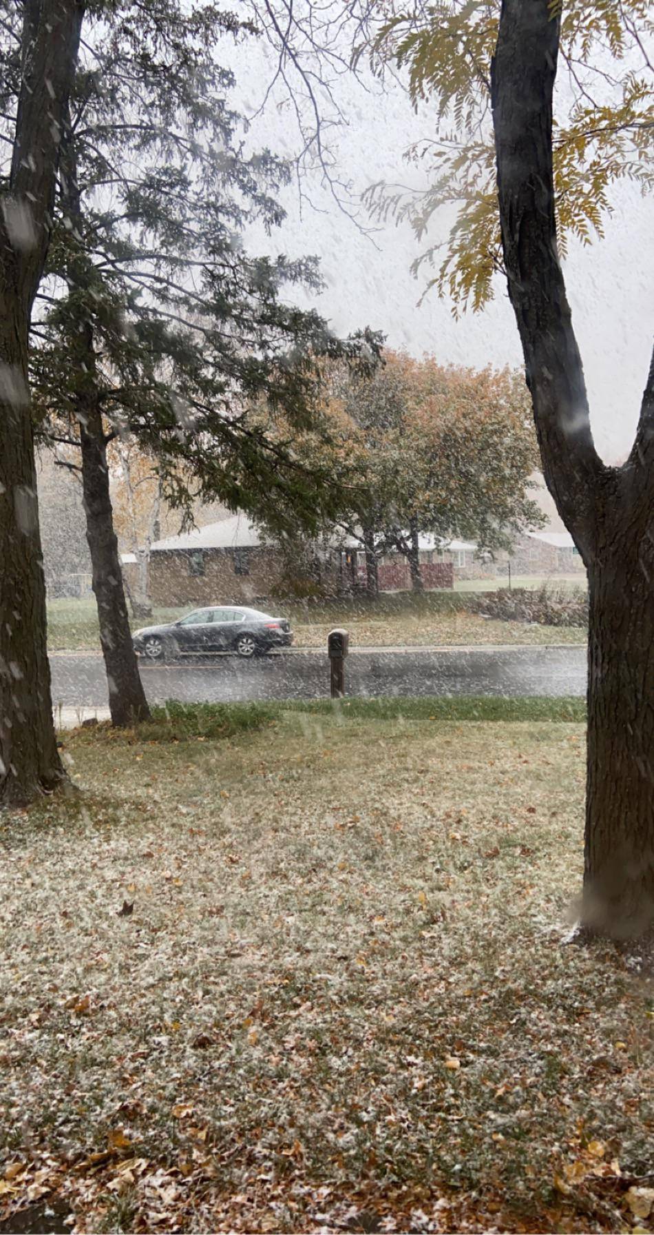 First snowfall of the year! Happy Holidays | Scrolller