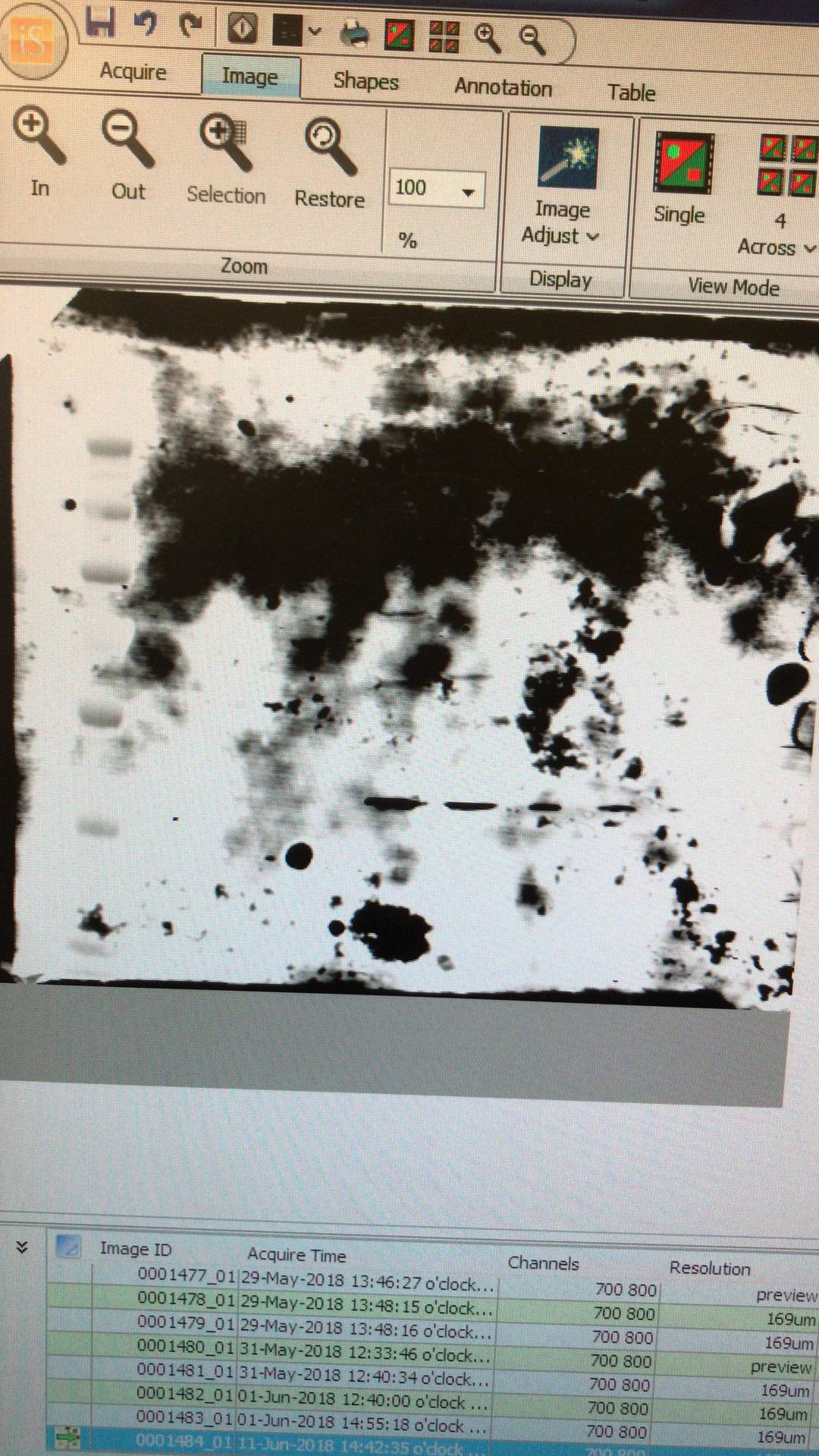 First solo western blot | Scrolller