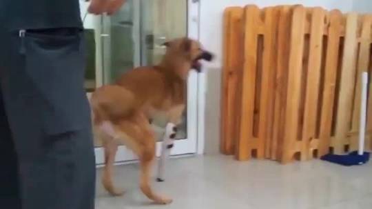 First steps with new legs!!! | Scrolller