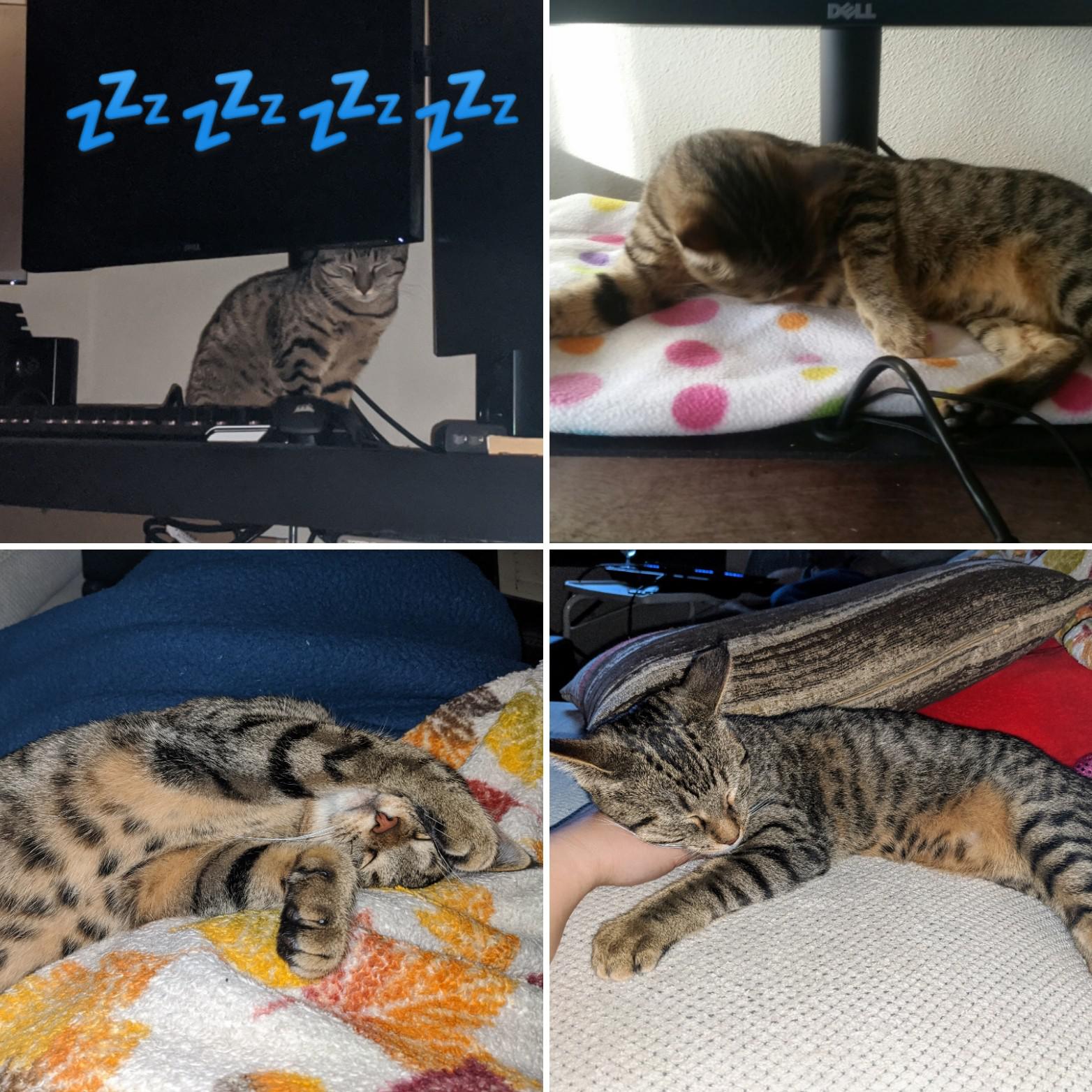 First time cat owner, discovering their sleeping habits... aand various positions I might add! 😆 ...