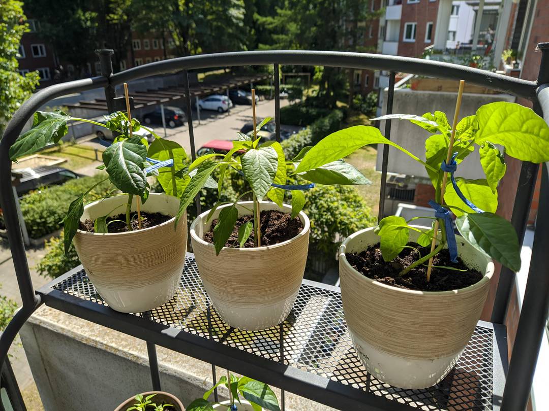 First time growing anything on my balcony. Are those chillies looking allright, or do I have to ...