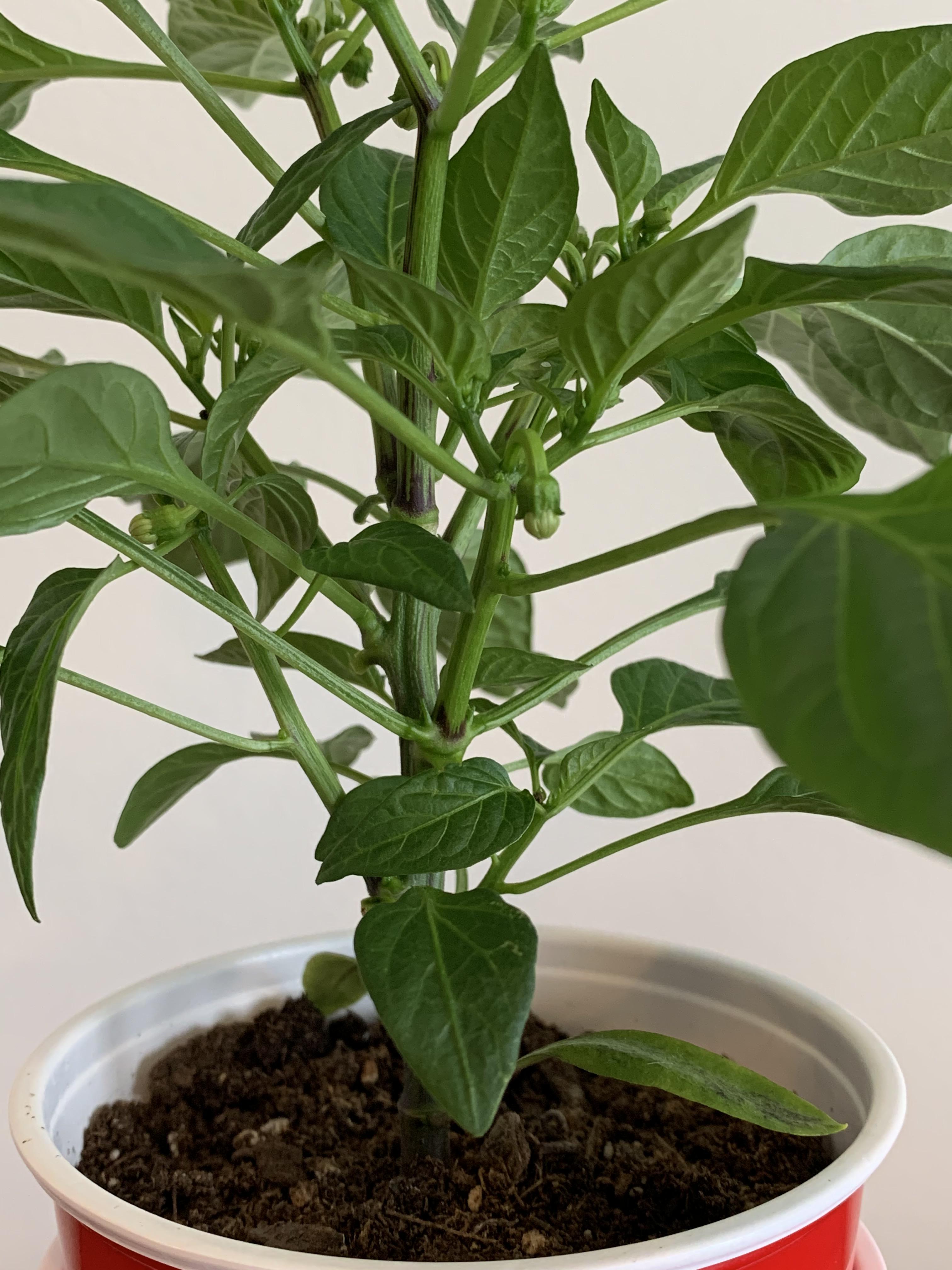 First time growing from seed | Scrolller