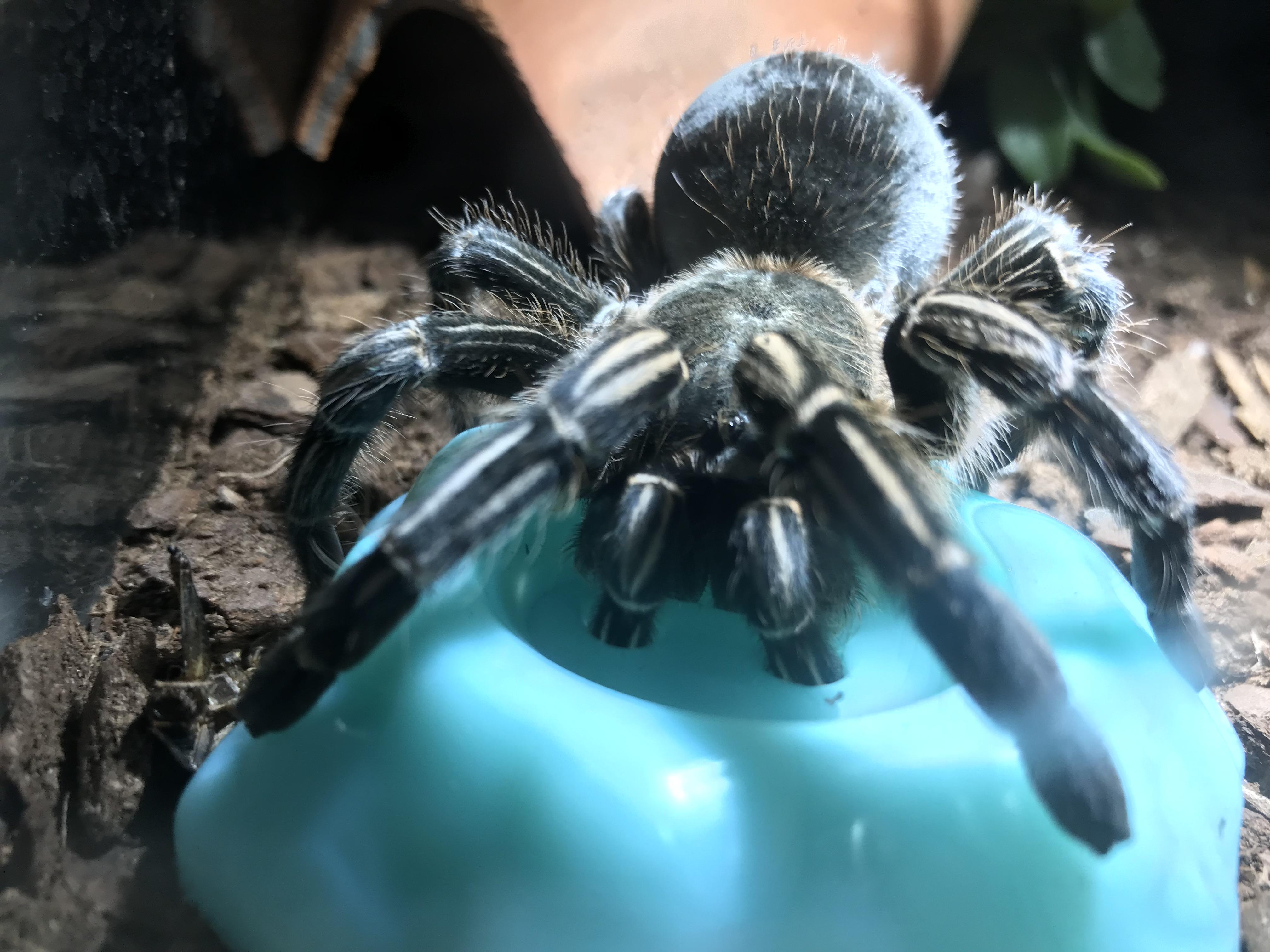 First time seeing my tarantula drink water! | Scrolller