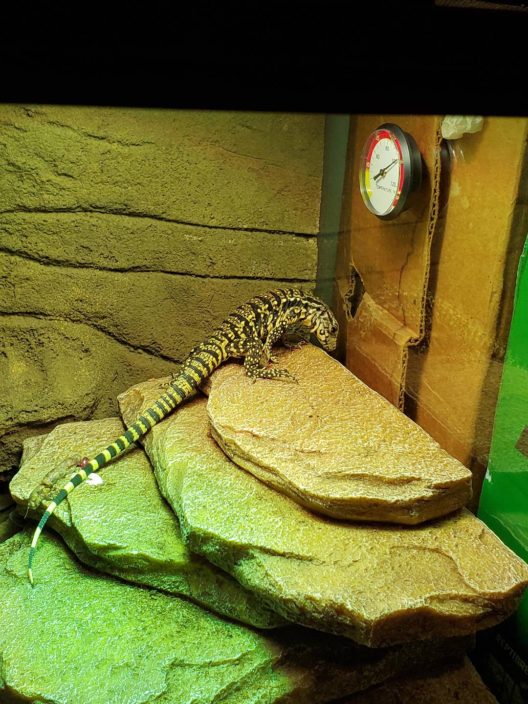 First time Tegu owner, pet shop sold this as a black and white tegu...looks gold? Did i get ...