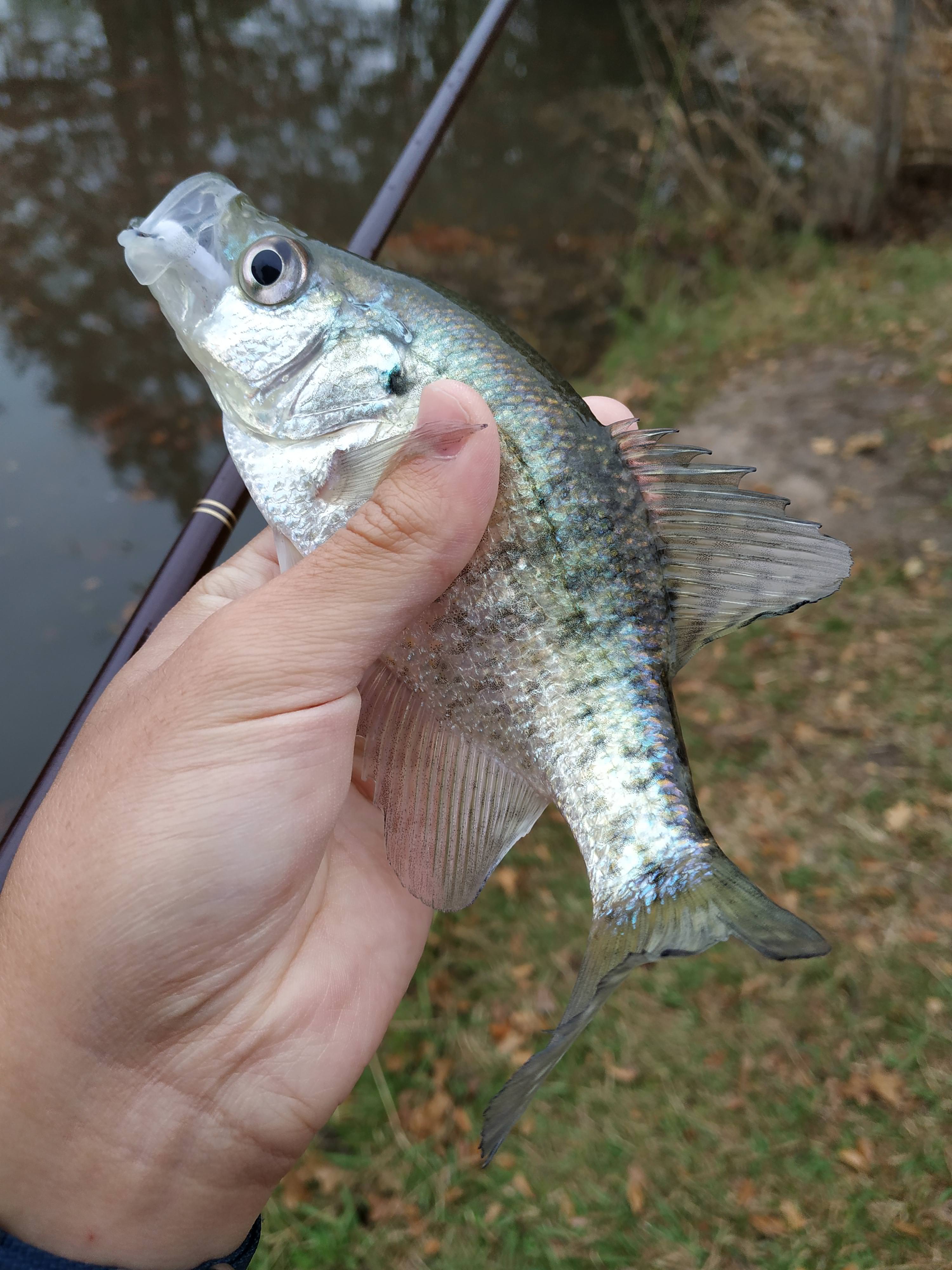 First Time Tenkara Fishing | Scrolller