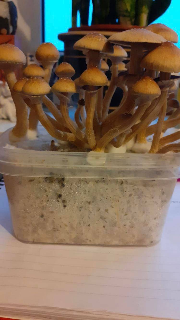 First timer, help please. Are these ready to harvest? Would air drying be okay once done ...