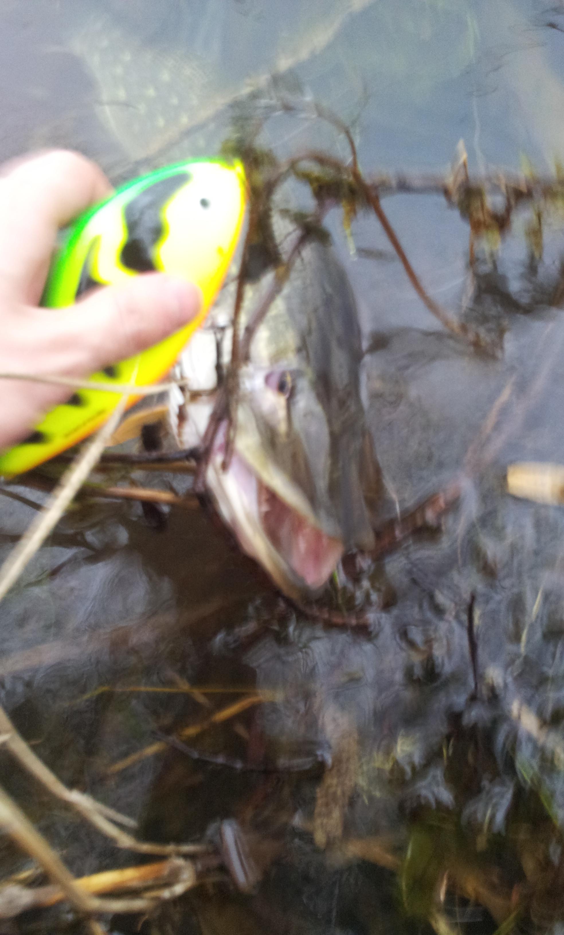 first topwater pike of the year | Scrolller