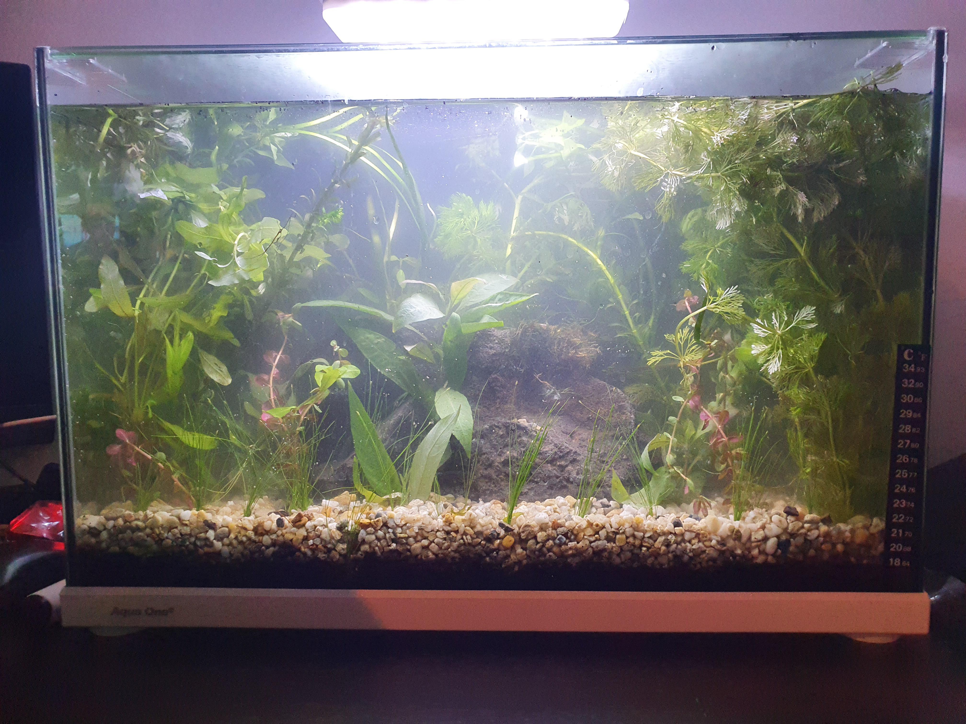 First walstad attempt, first tank, day 0 | Scrolller