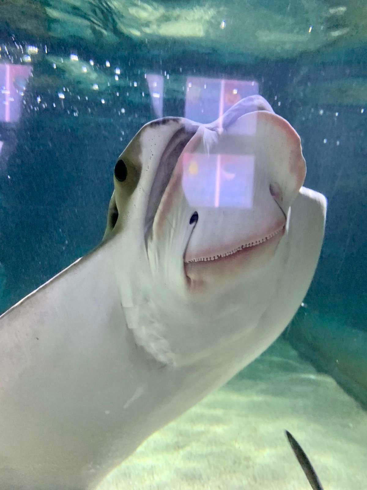 Fish being derps | Scrolller