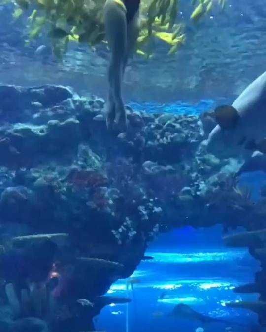 Fish vortex | Scrolller