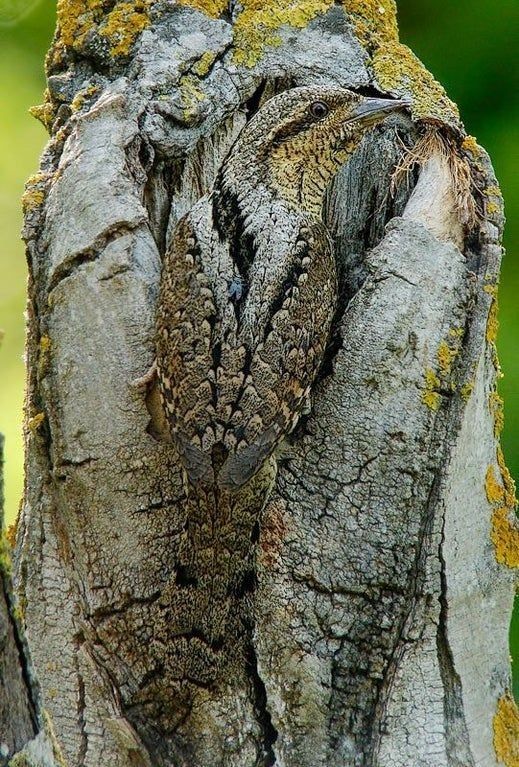 Fitting In Scrolller