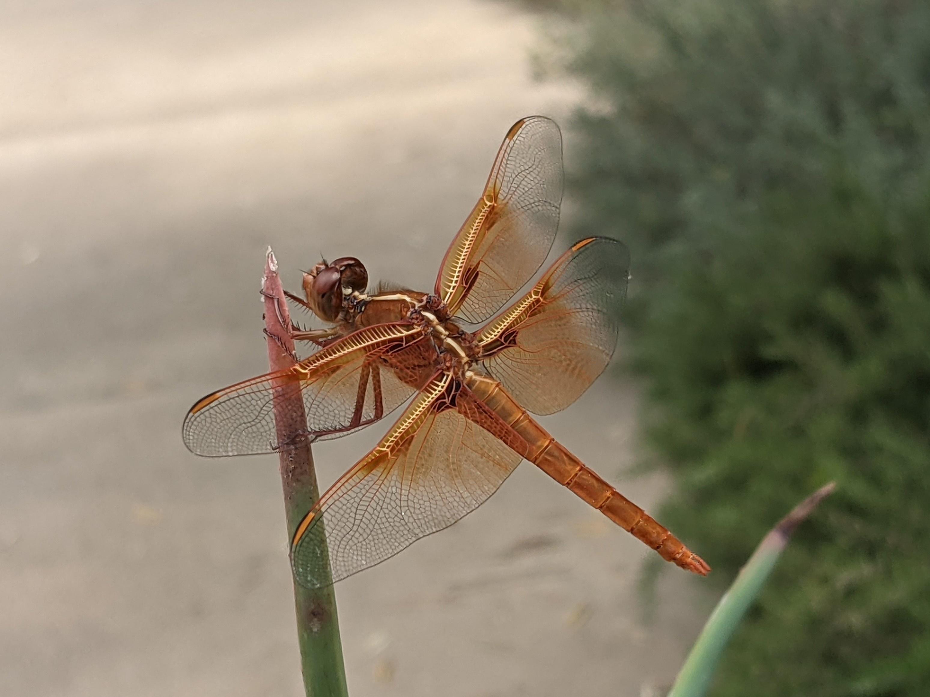 🔥 Flame skimmer dragonfly 🔥 | Scrolller