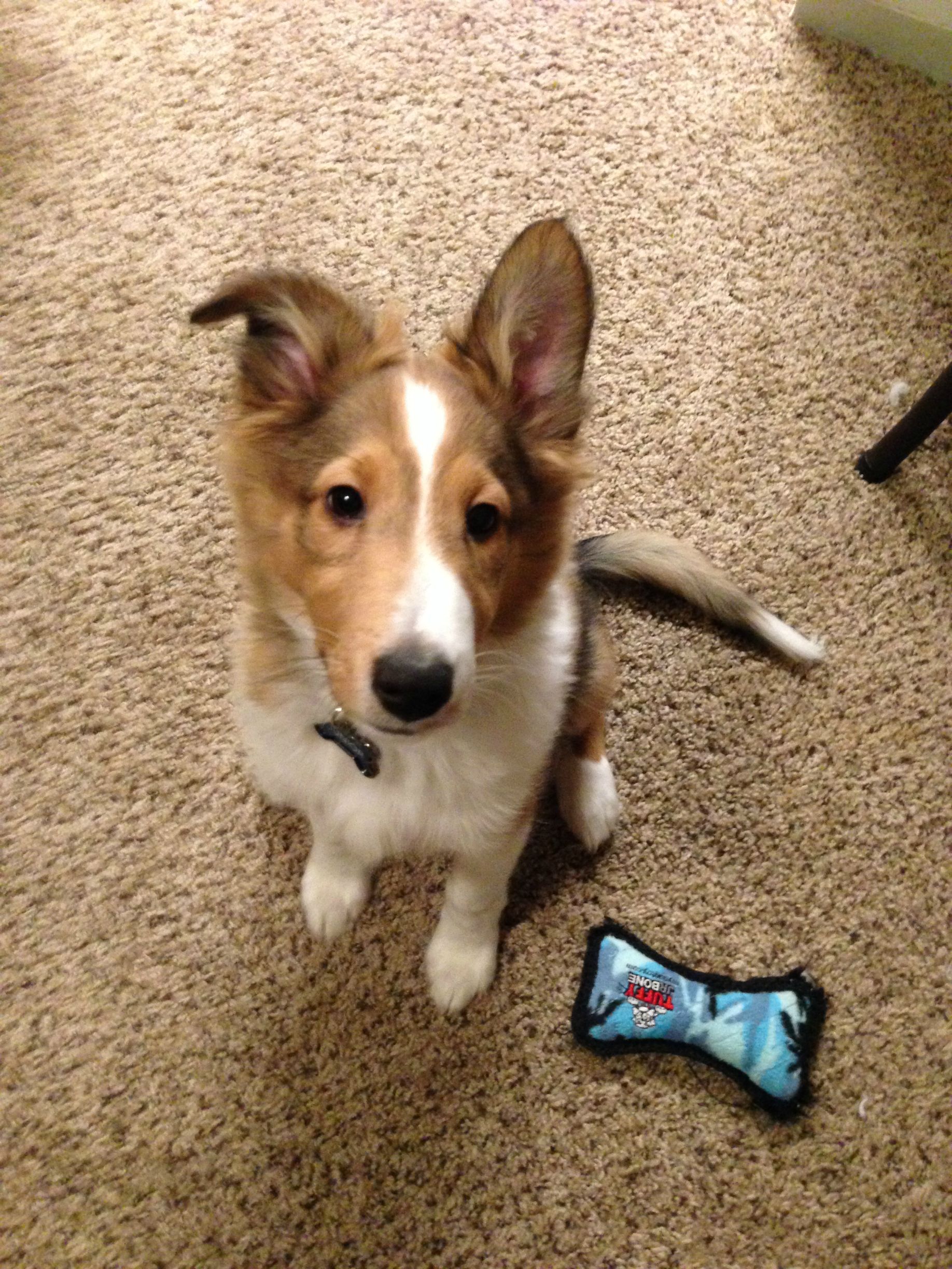 Flappy ears | Scrolller