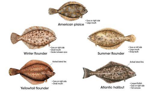 Flatfish Identification | Scrolller