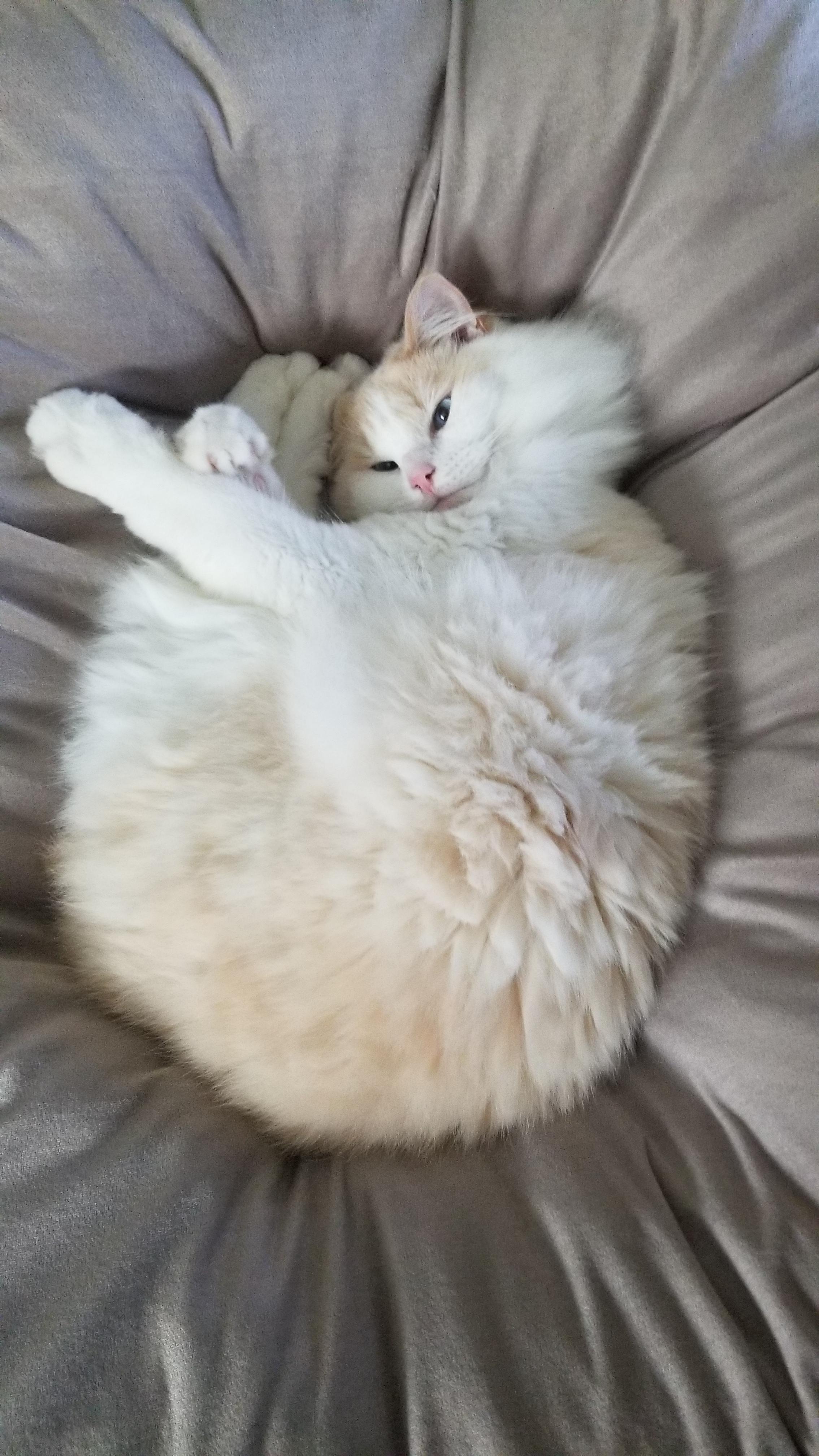 Flexed Fluff | Scrolller