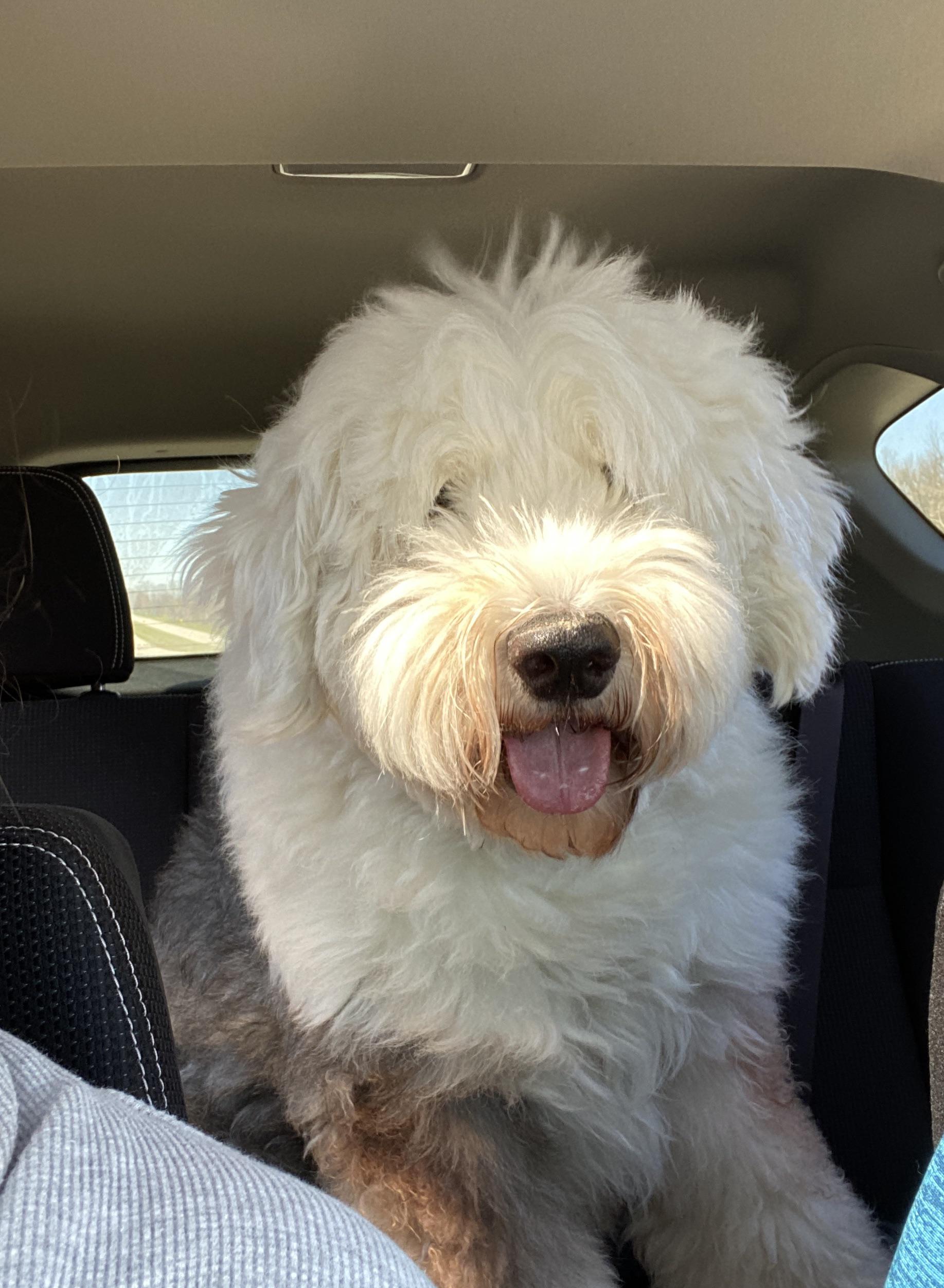 Floof face | Scrolller