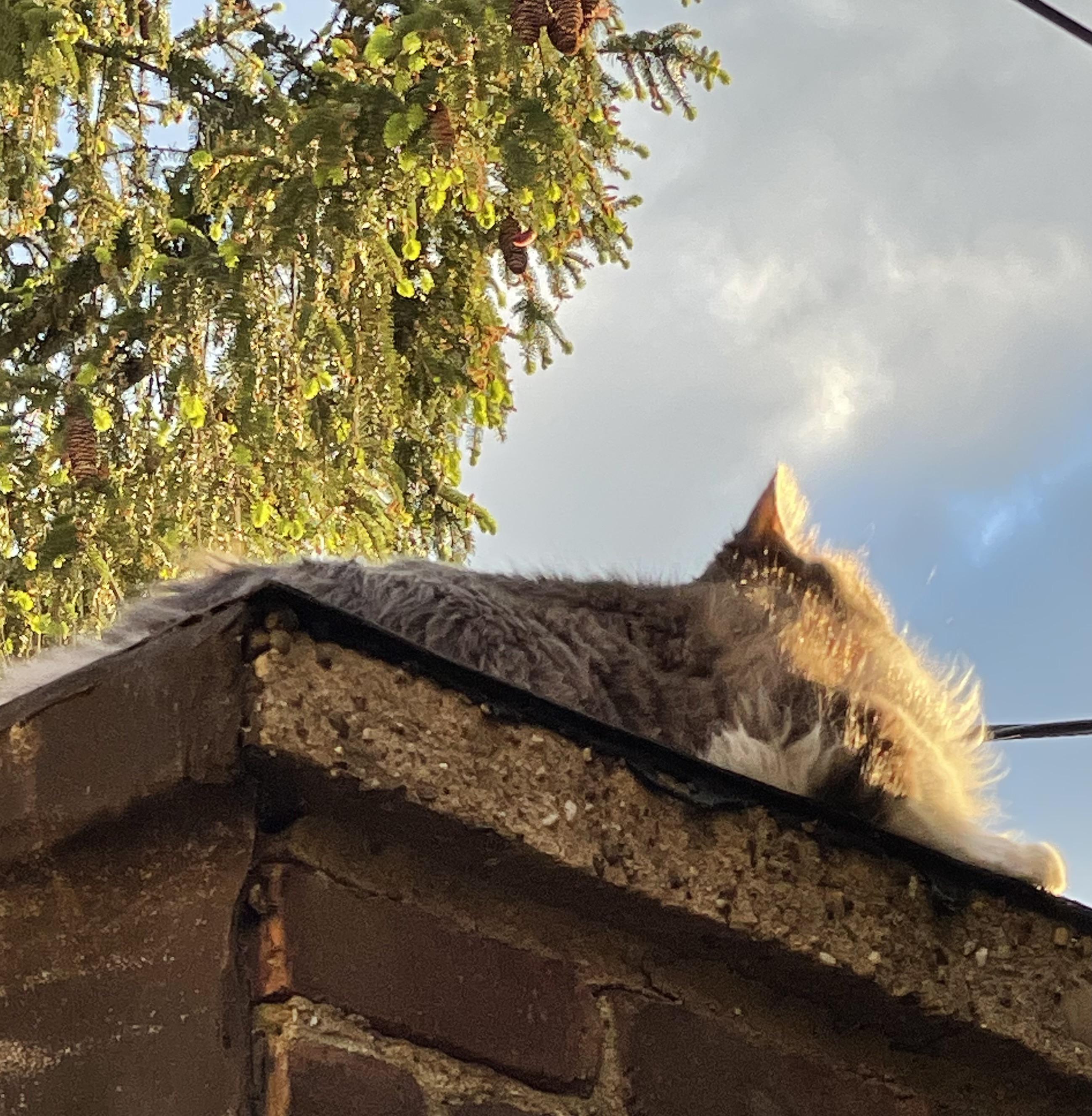 Floof on the roof | Scrolller
